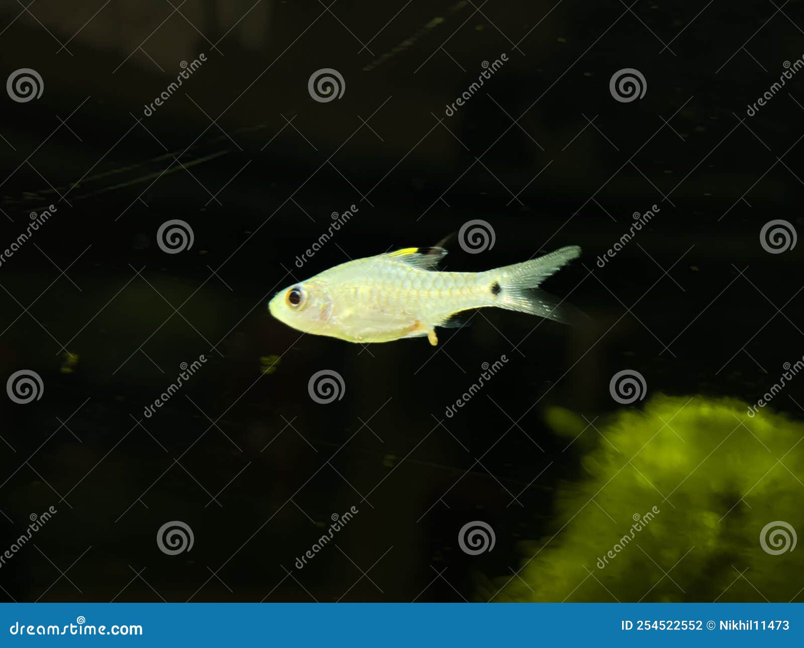 Checker Barb Aquarium Fish Oliotius Oligolepis Stock Image ...