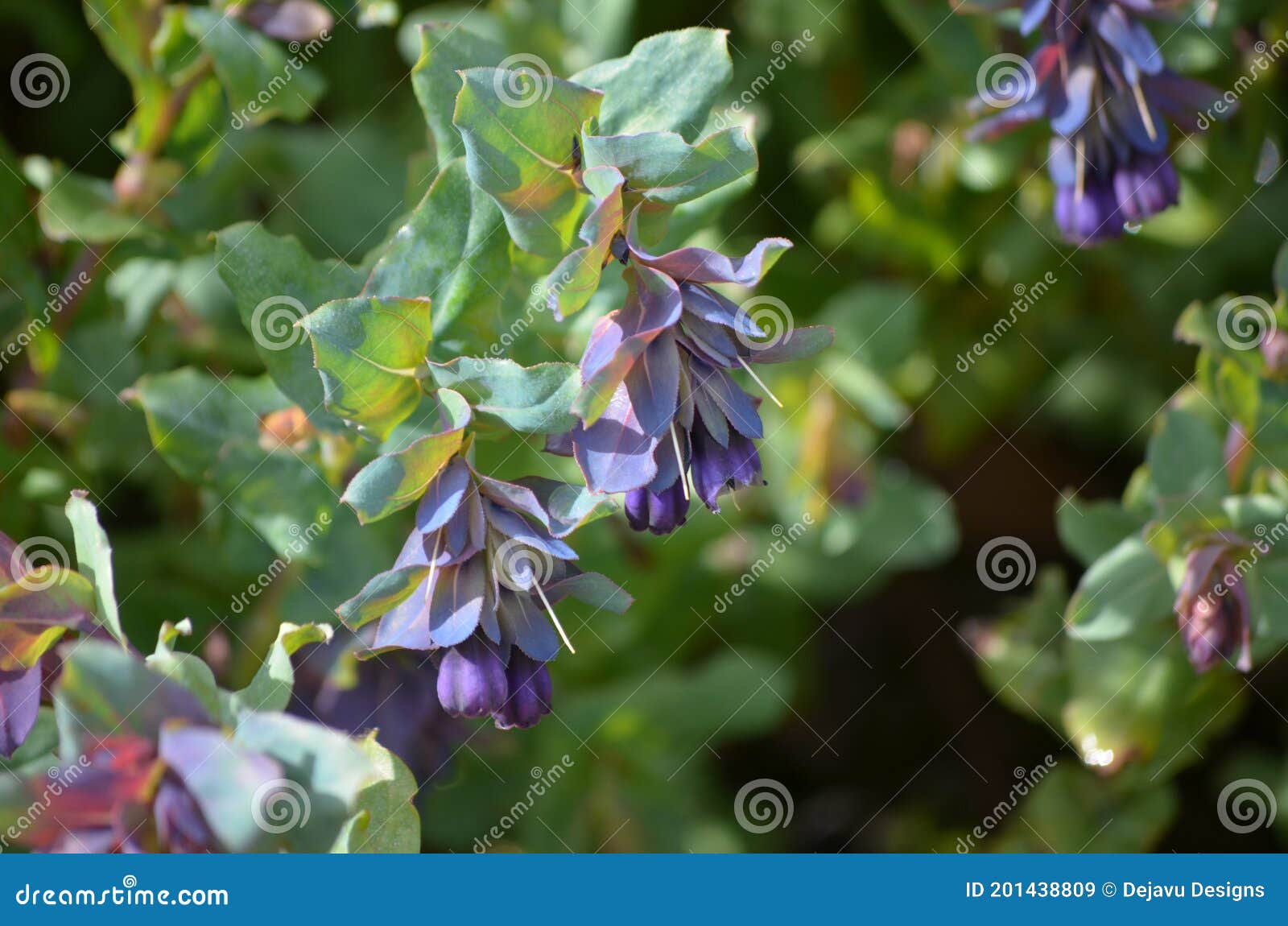 Draping Purple Flowers in Bloom in a Garden Stock Image - Image of ...