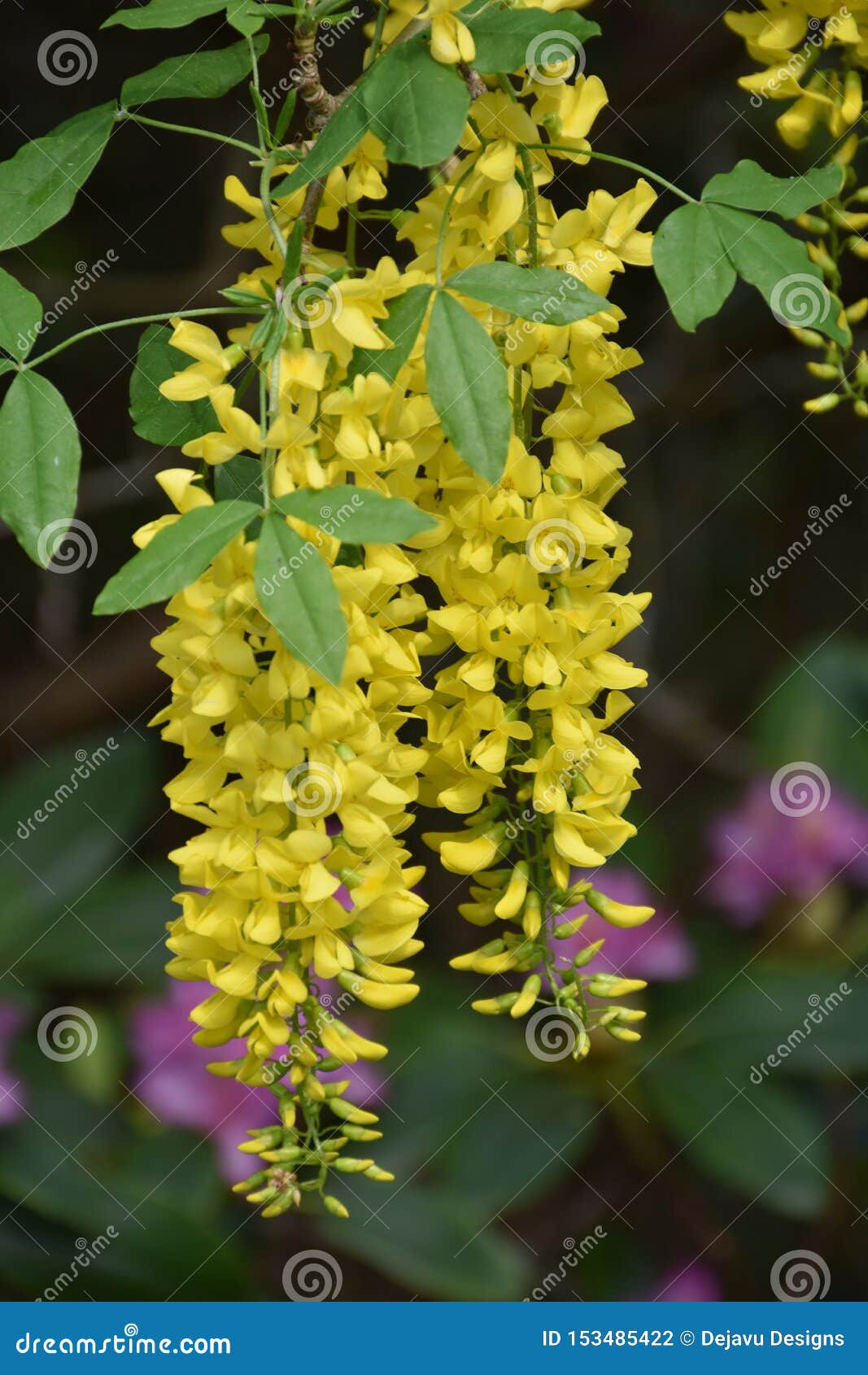 Draping Yellow Flowering Tree Weeping in the Spring Stock Photo - Image ...
