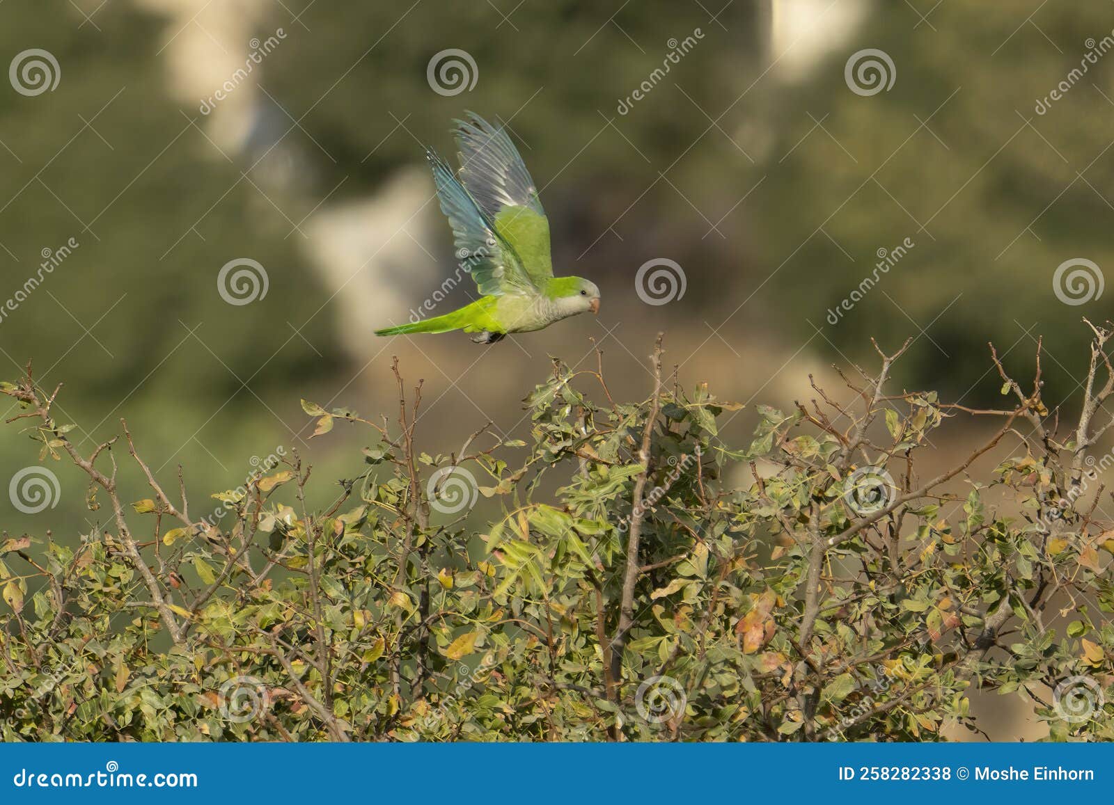 A Drara Parrot in Flight stock photo. Image of jerusalem - 258282338
