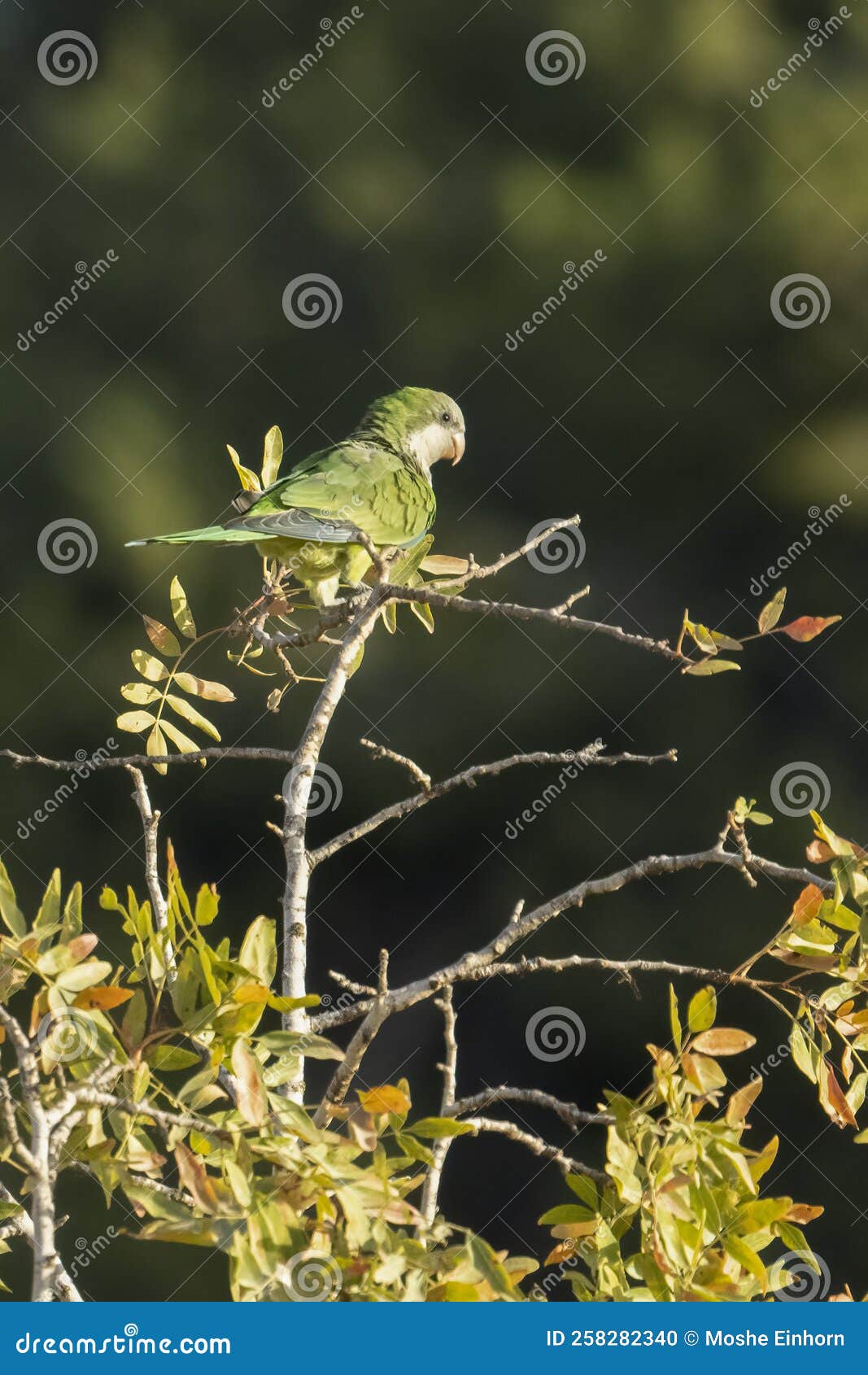 A Drara Parrot in a Tree stock photo. Image of nature - 258282340