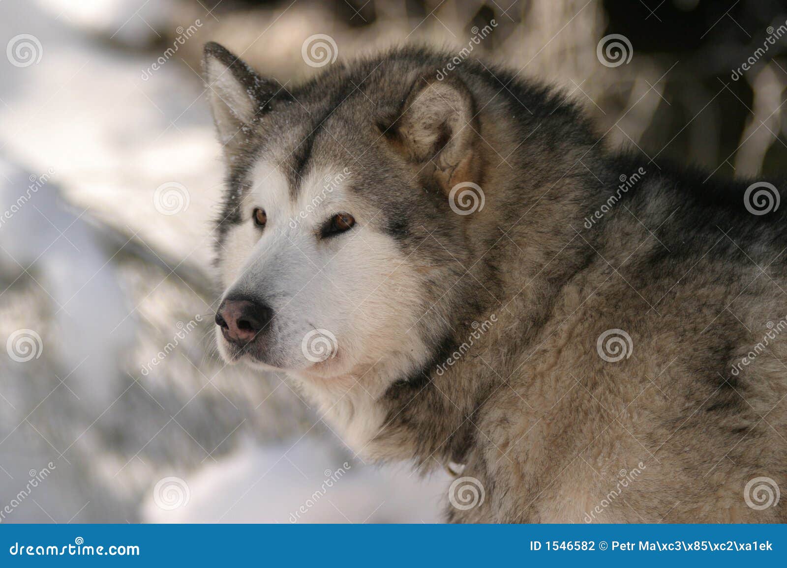 Draught dog stock photo. Image of winter, white, sport - 1546582