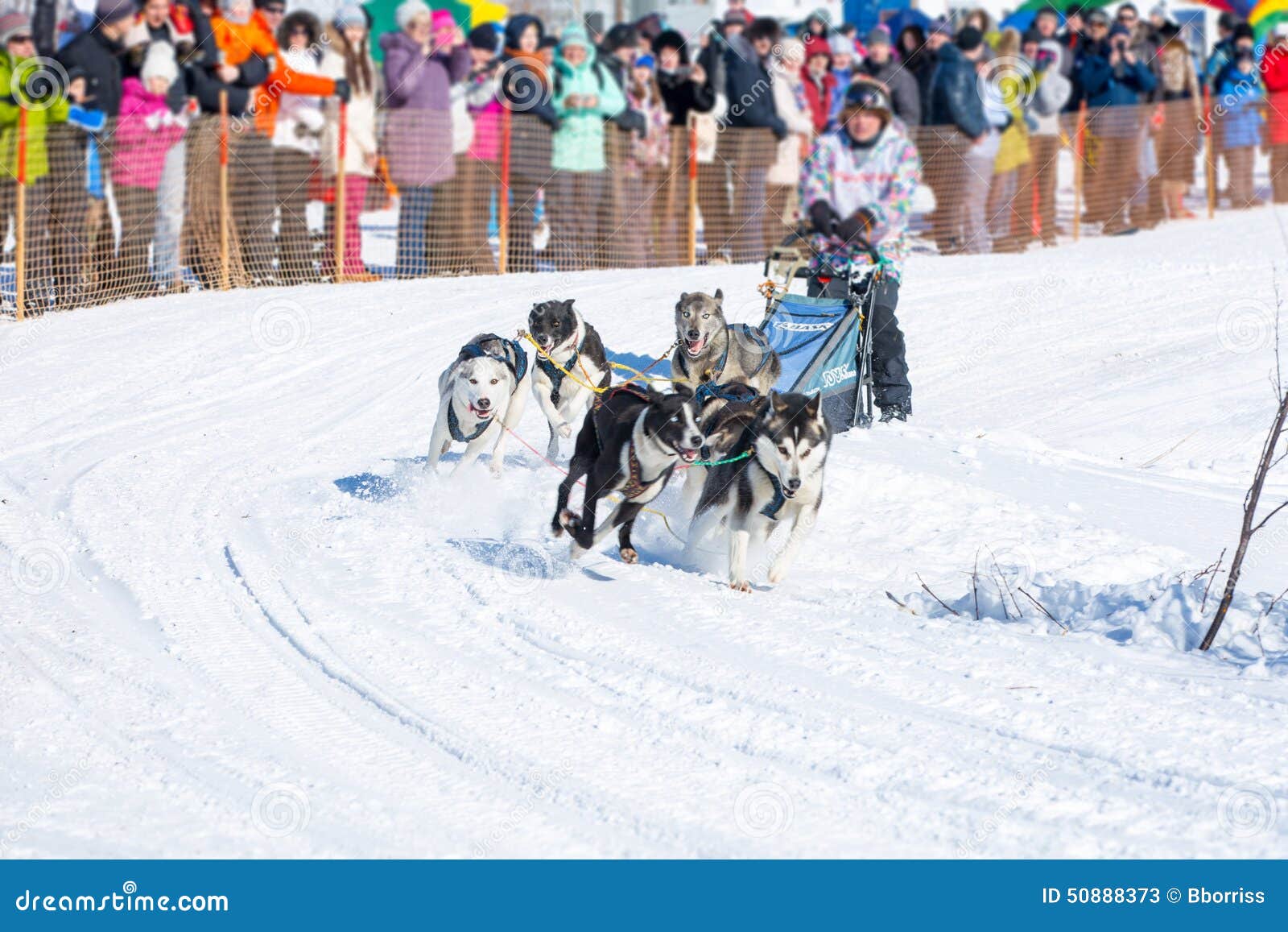 Draught dogs in the winter editorial stock photo. Image of snout - 50888373