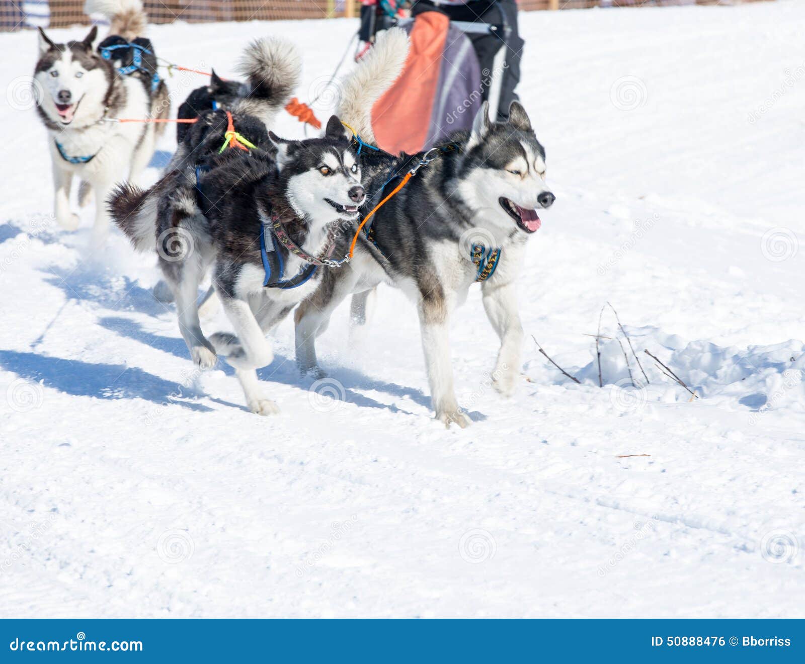 Draught dogs in the winter stock photo. Image of draught - 50888476