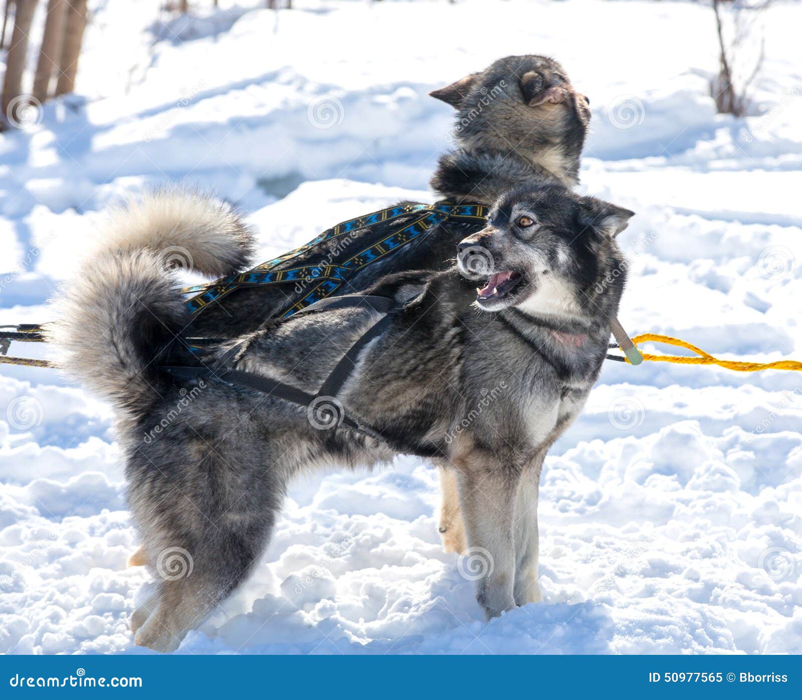 Draught dogs in the winter stock image. Image of sledding - 50977565