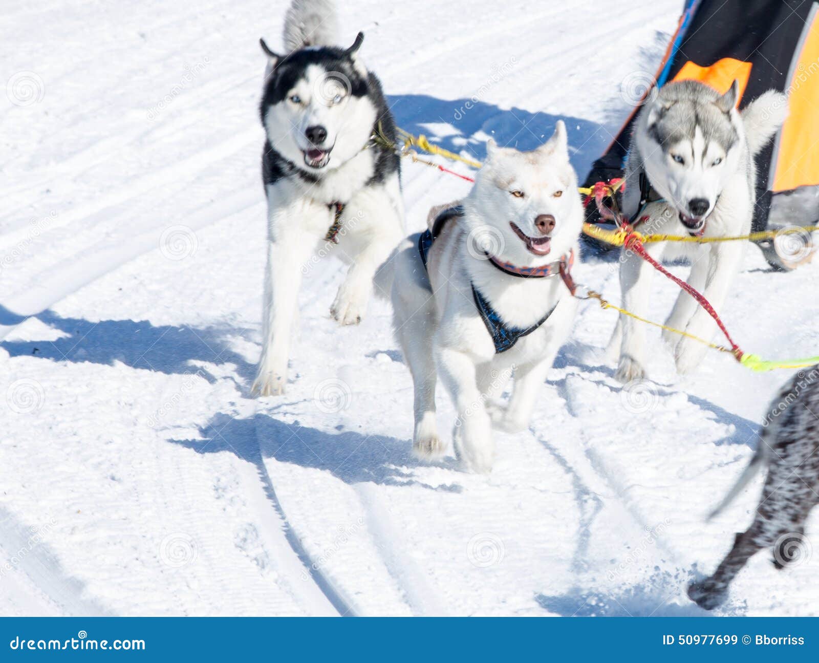 Draught dogs in the winter stock image. Image of nature - 50977699