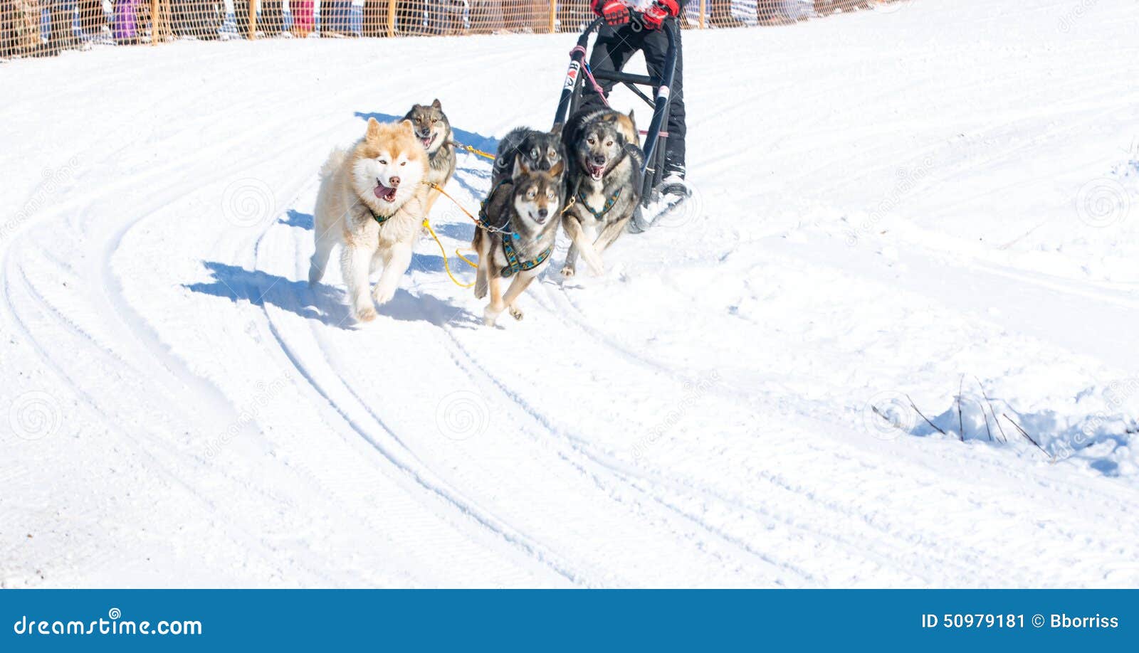 Draught Dogs in the Winter on Kamchatka Stock Image - Image of nature ...