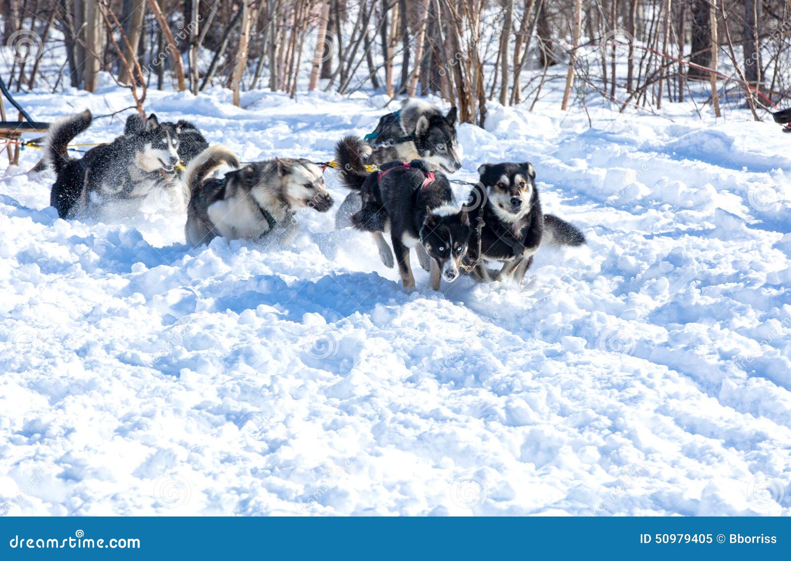 Draught Dogs in the Winter on Kamchatka Stock Image - Image of sled ...