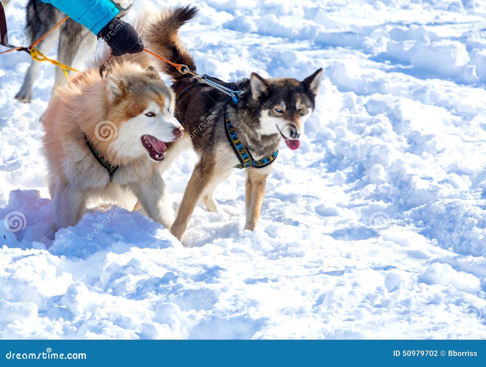 Draught Dogs in the Winter on Kamchatka Stock Photo - Image of sideways ...