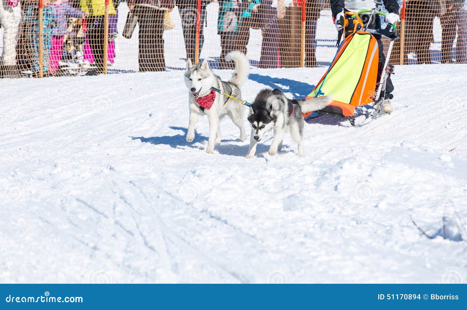 Draught dogs in the winter stock photo. Image of standing - 51170894