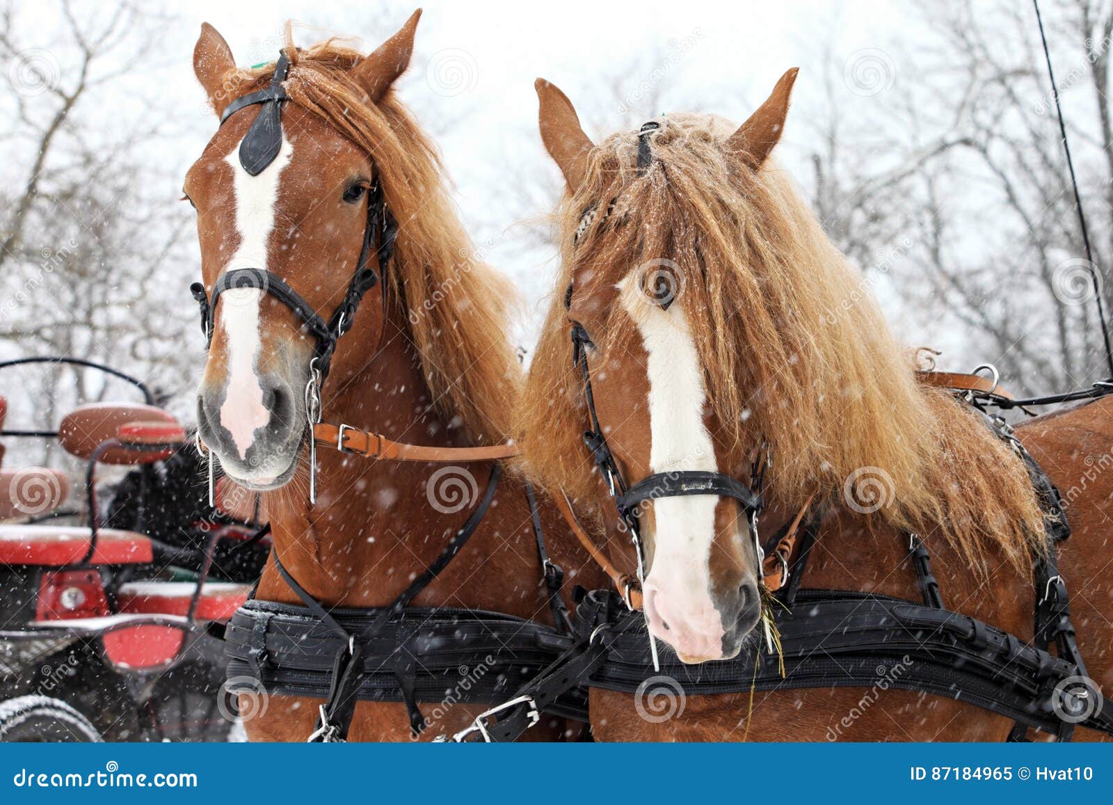 Draught Driving Horse Team Ready To Go Stock Image - Image of landscape ...