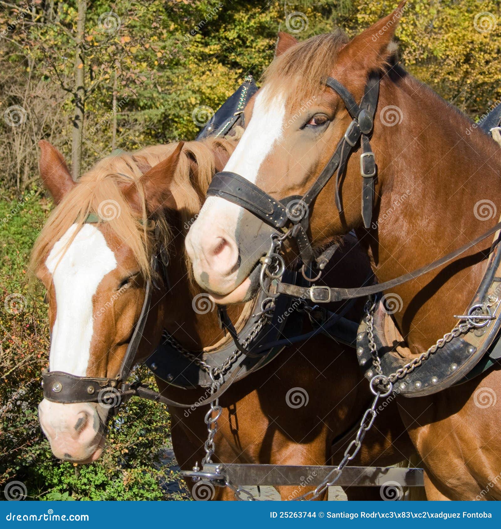 Draught horses stock photo. Image of animals, equine - 25263744