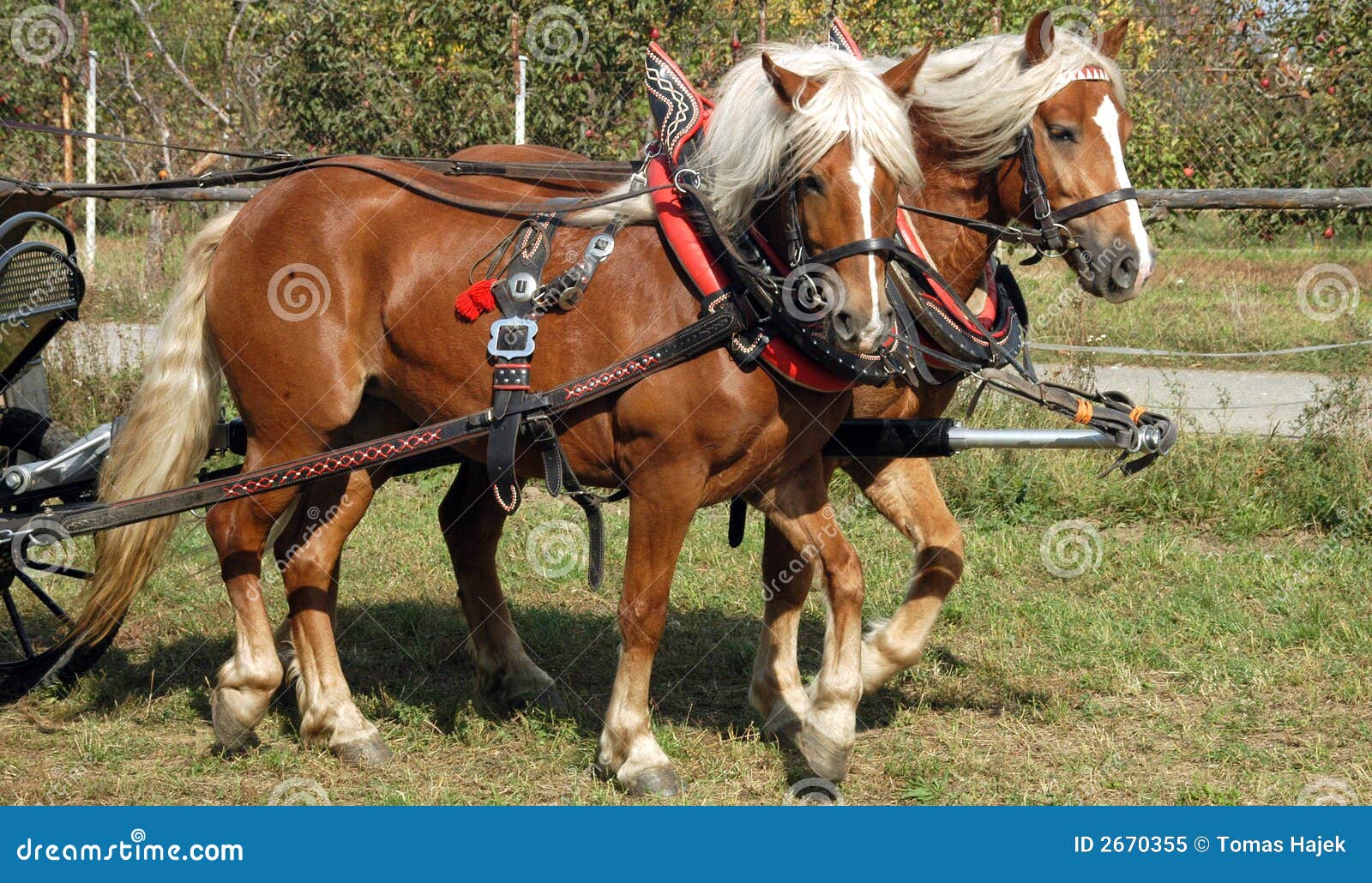 Draught horses stock image. Image of power, rural, draught - 2670355