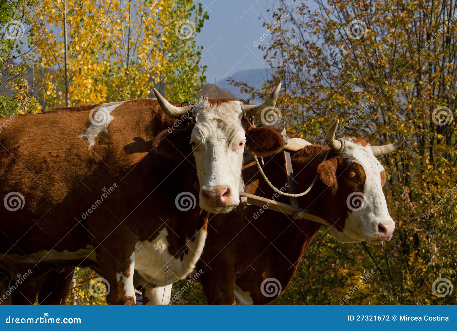 Draught oxen stock photo. Image of cart, field, bull - 27321672
