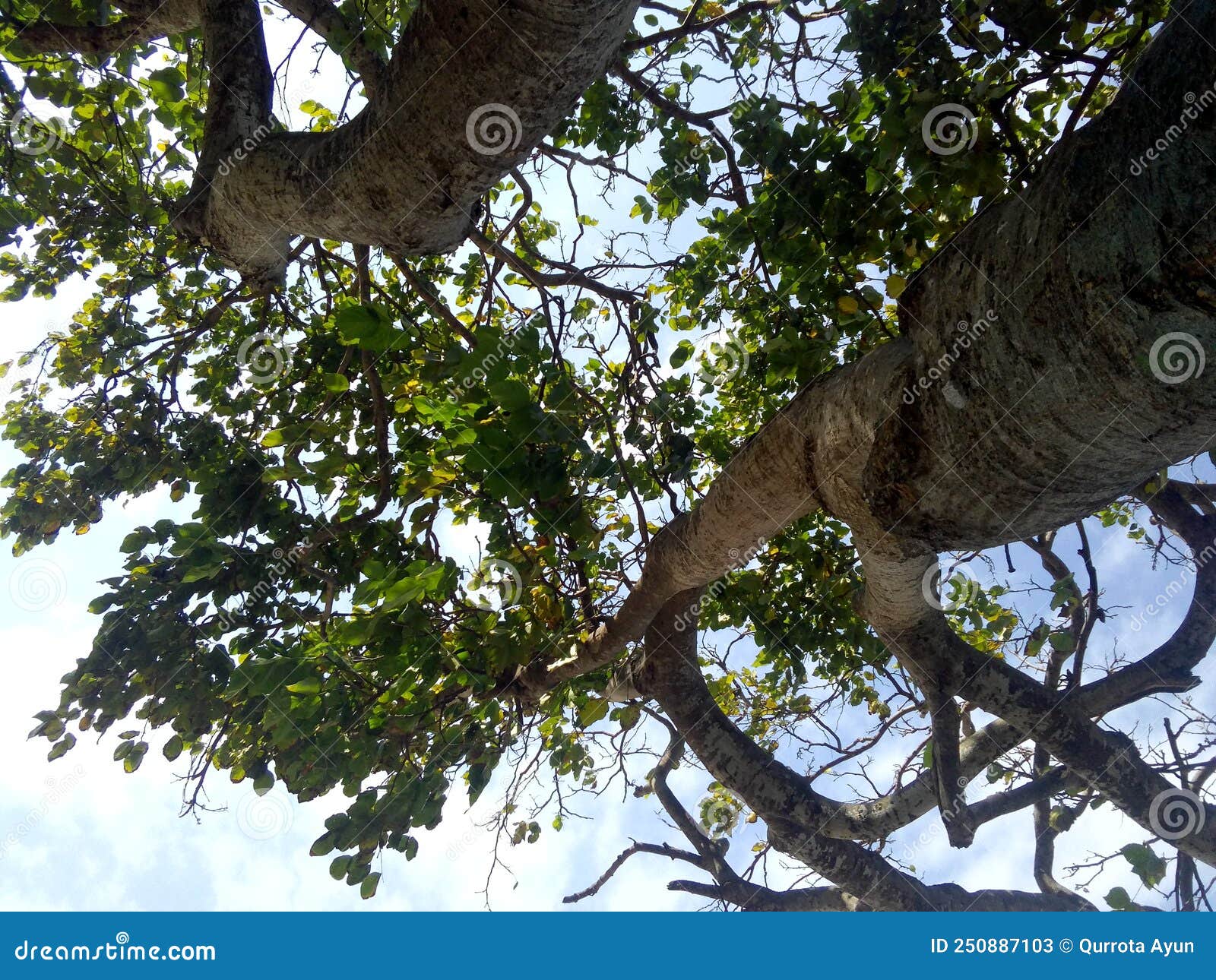 Draw Tree Branches from Below Stock Image - Image of environment ...