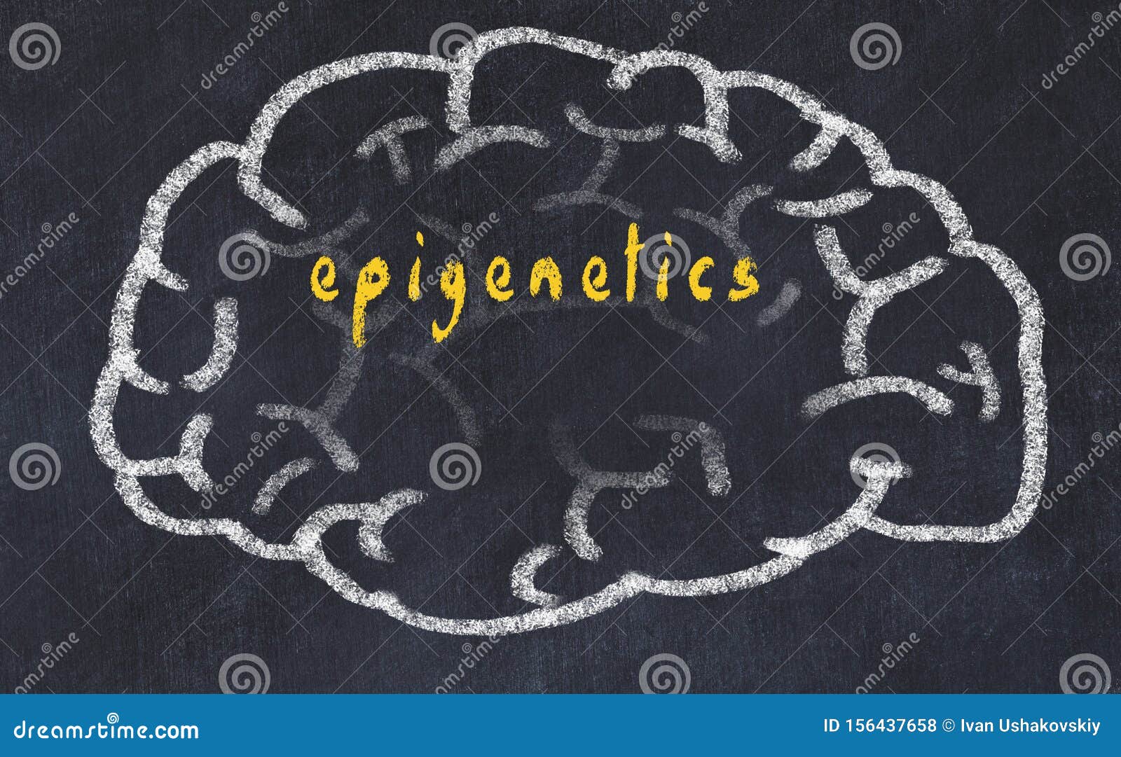 Drawind of Human Brain on Chalkboard with Inscription Epigenetics Stock ...