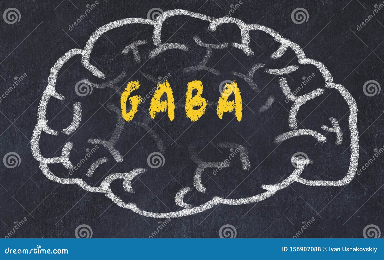 Drawing of Human Brain on Chalkboard with Inscription GABA Stock ...