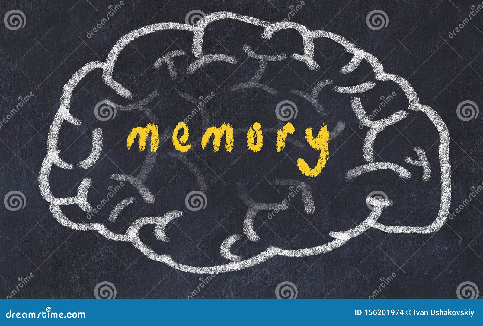 Drawind of Human Brain on Chalkboard with Inscription Memory Stock ...