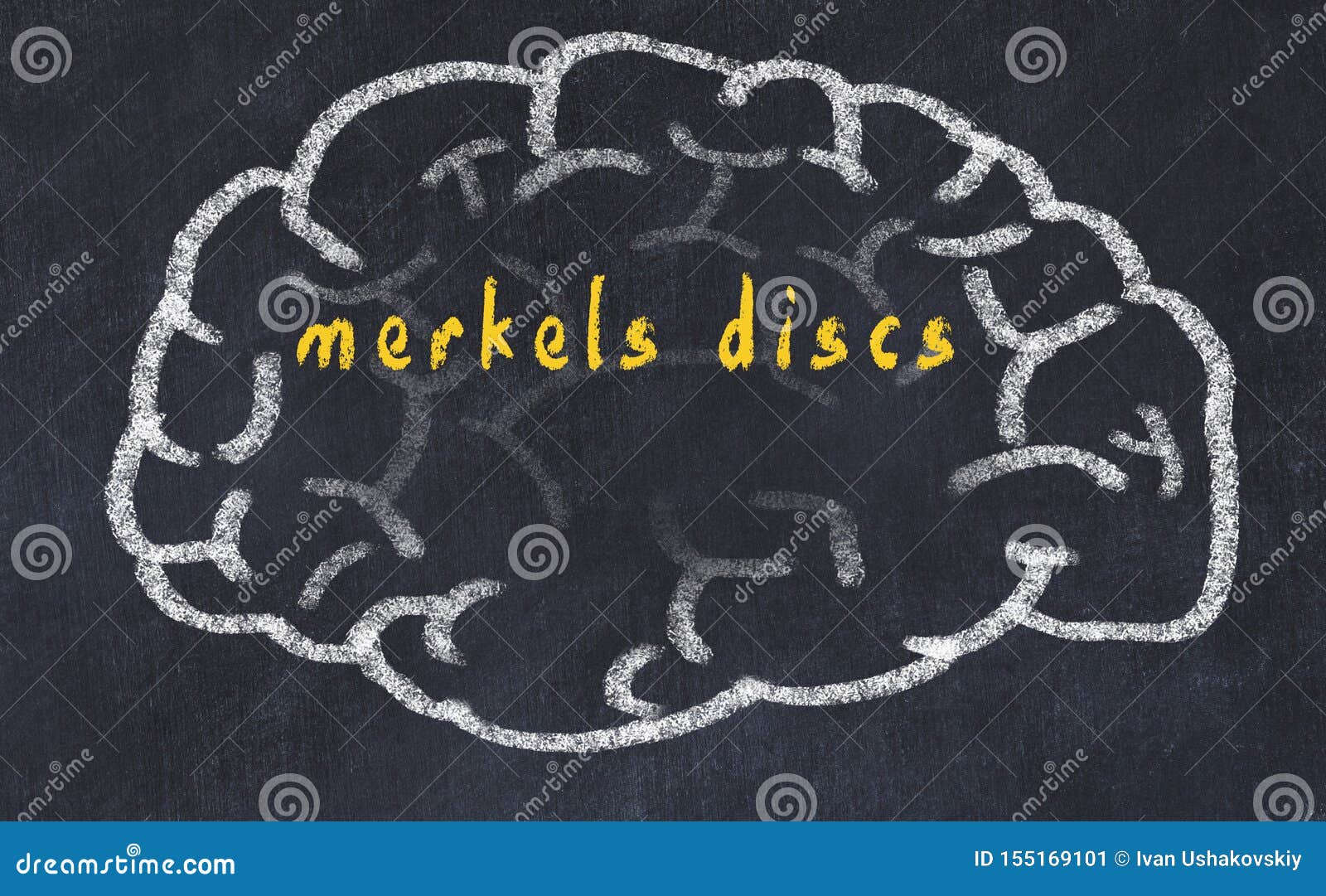Drawind of Human Brain on Chalkboard with Inscription Merkels Discs ...