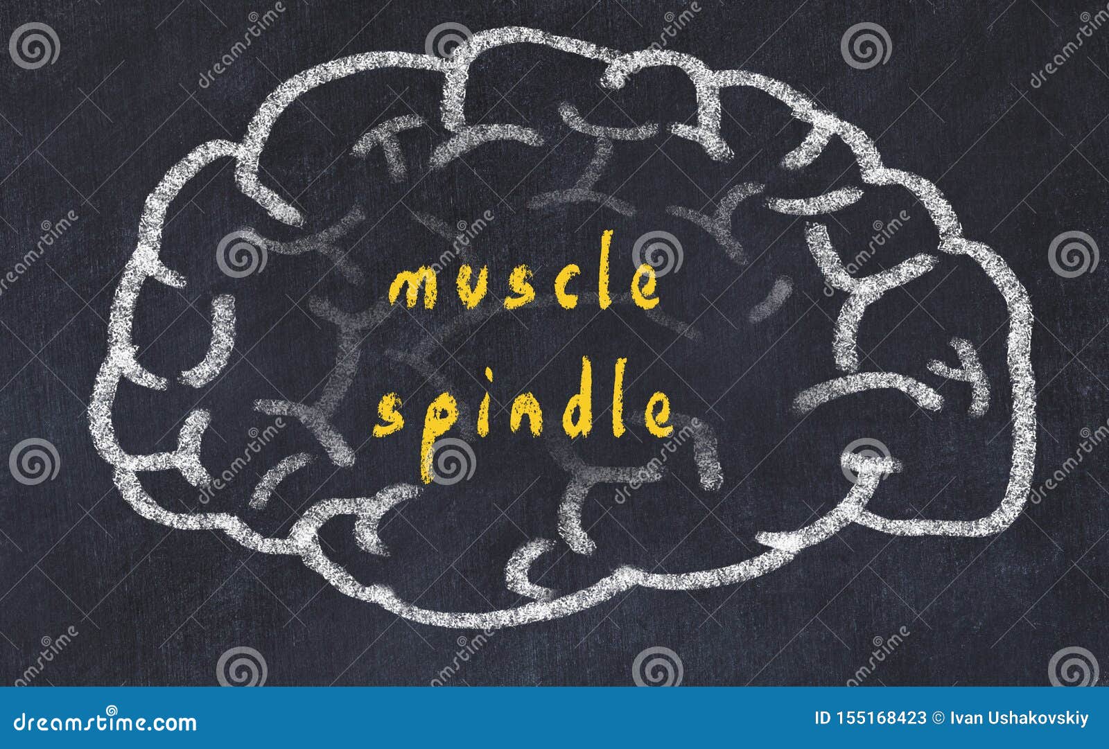 Drawind of Human Brain on Chalkboard with Inscription Muscle Spindle ...