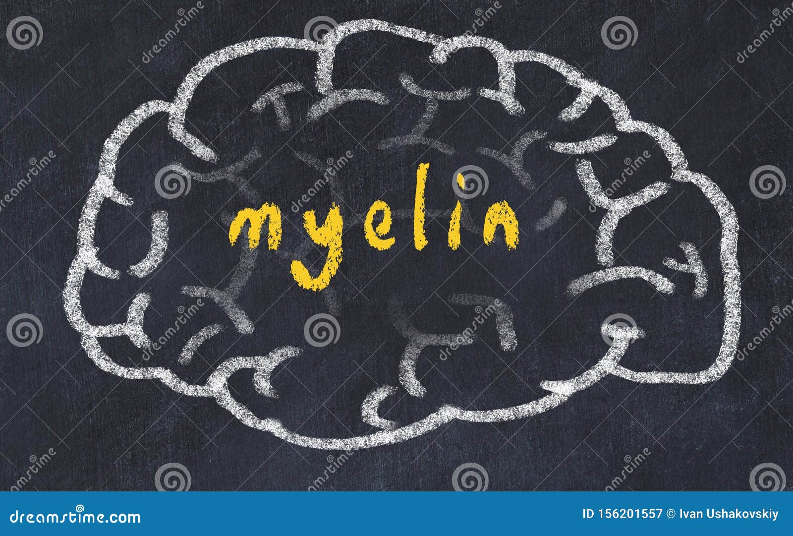 Drawind of Human Brain on Chalkboard with Inscription Myelin Stock ...