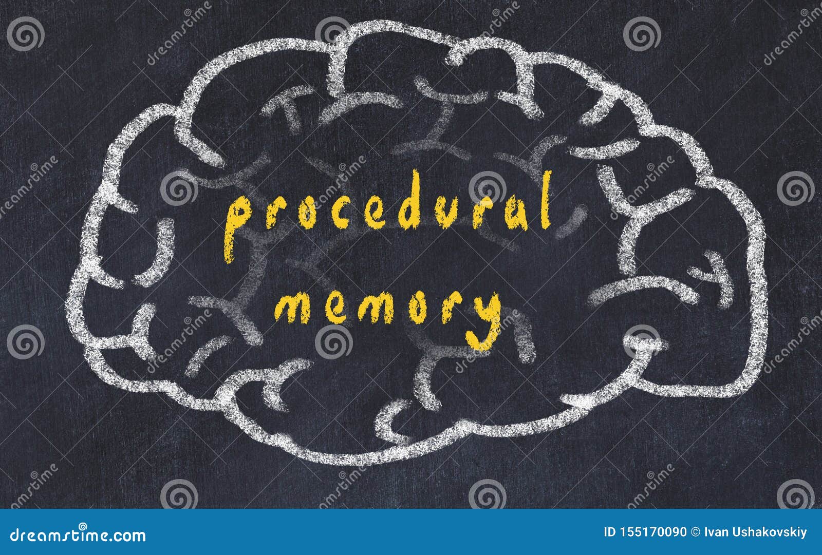 Drawind of Human Brain on Chalkboard with Inscription Procedural Memory ...