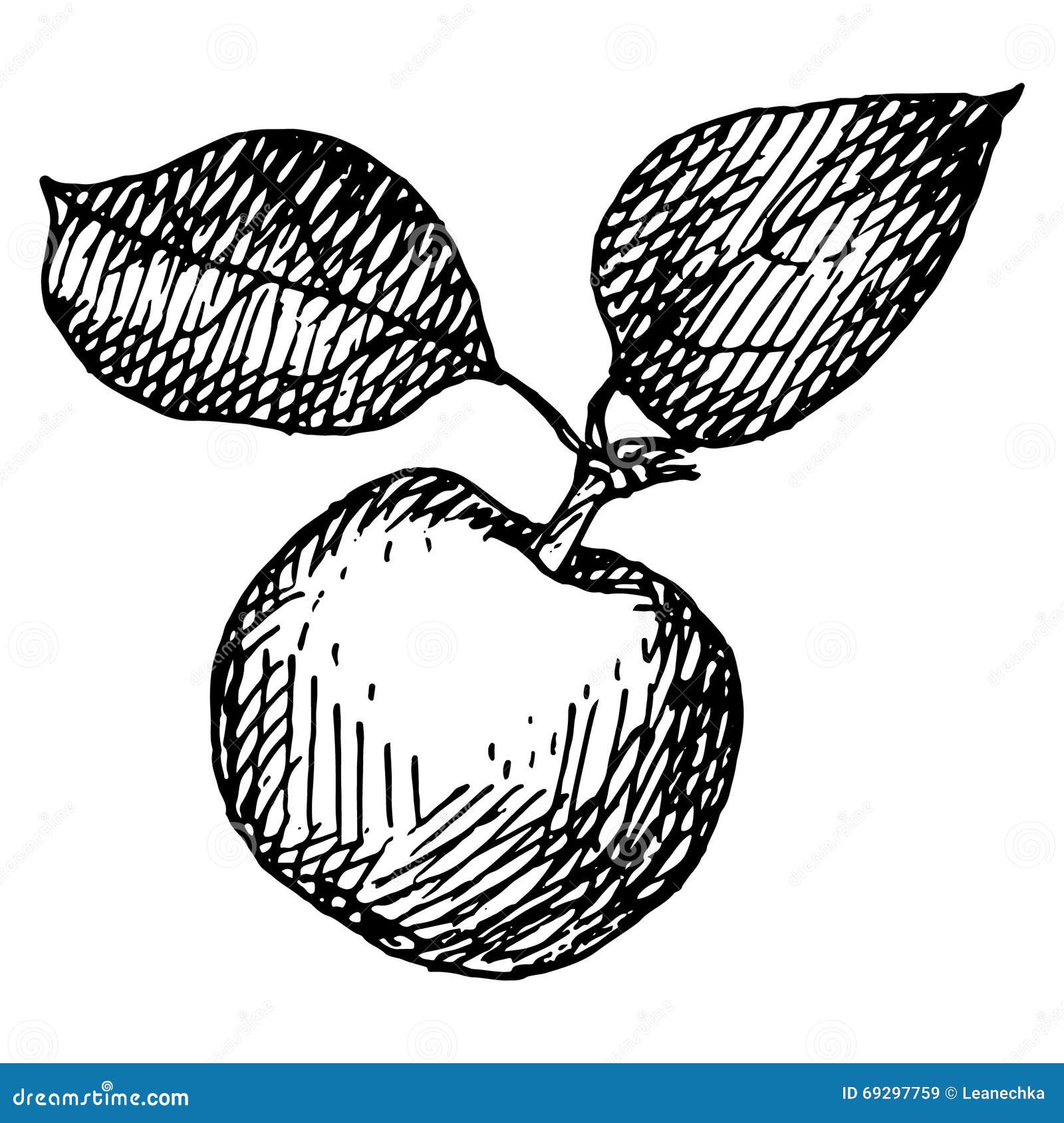 Drawing apple stock vector. Illustration of monochrome - 69297759