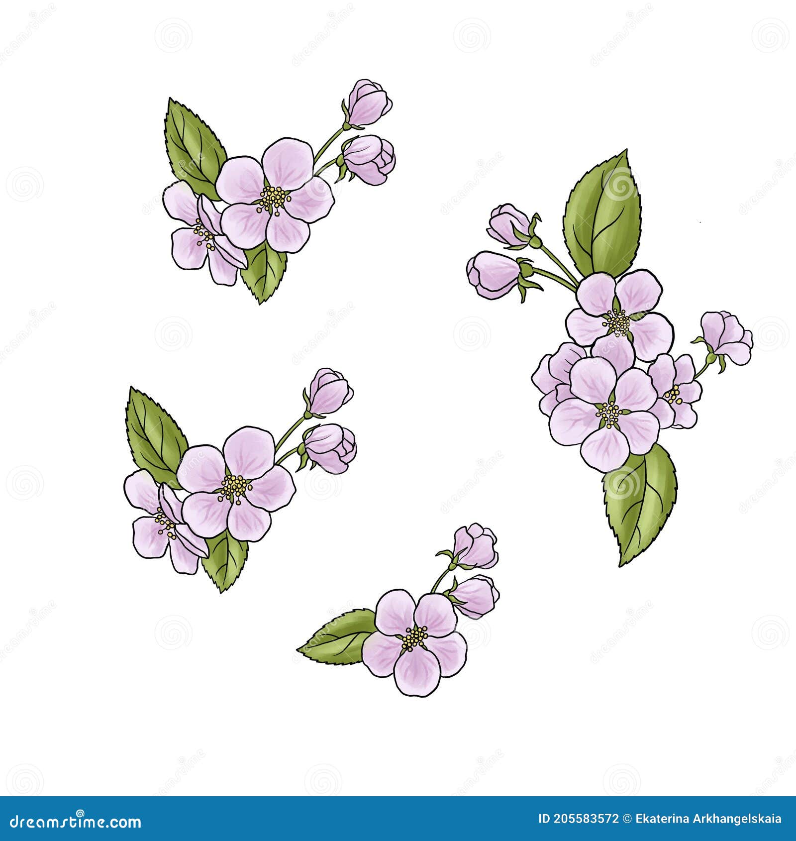 Drawing apple flowers stock illustration. Illustration of garden ...