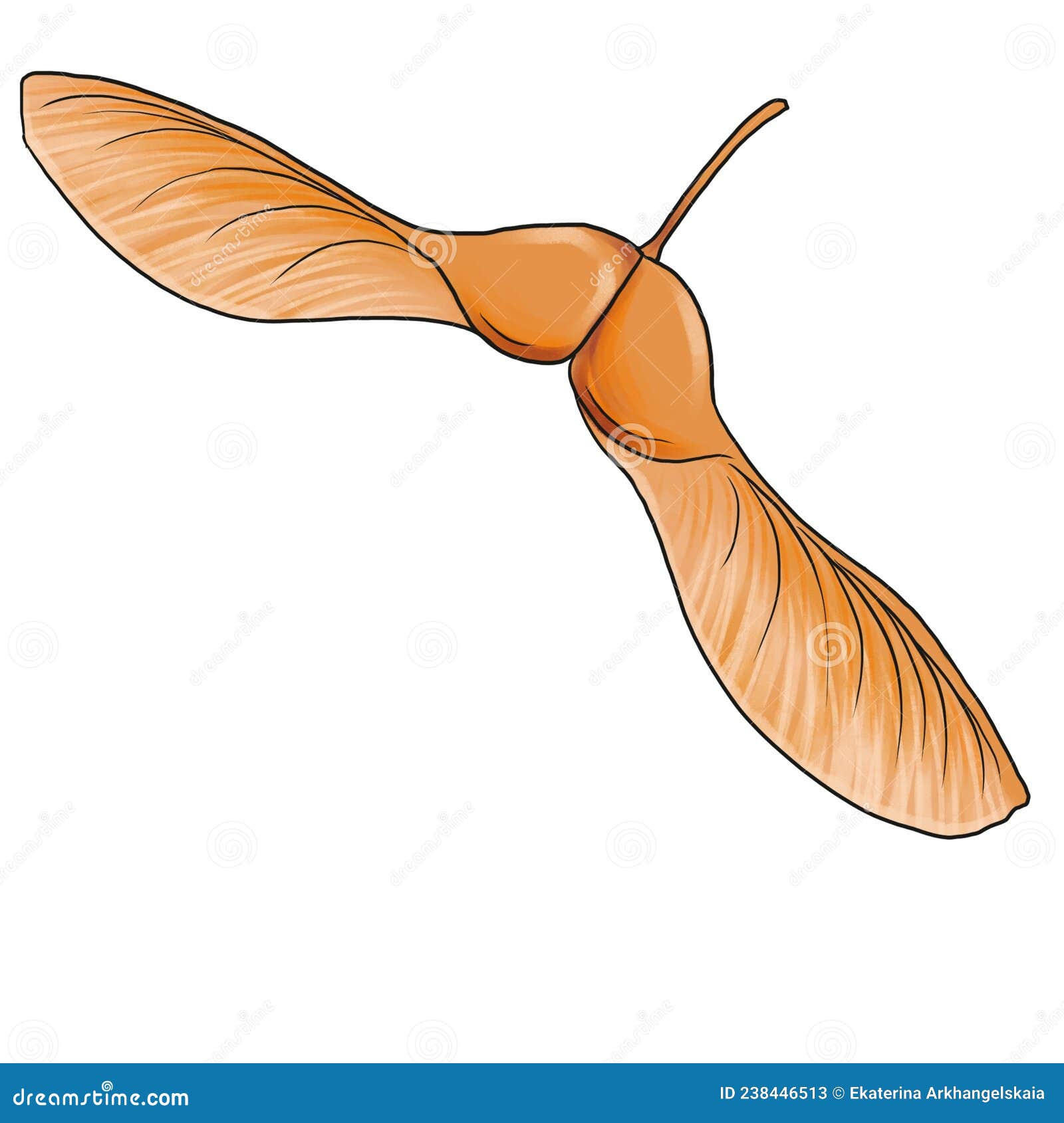 Drawing Autumn Seeds of Maple Tree Stock Illustration - Illustration of ...