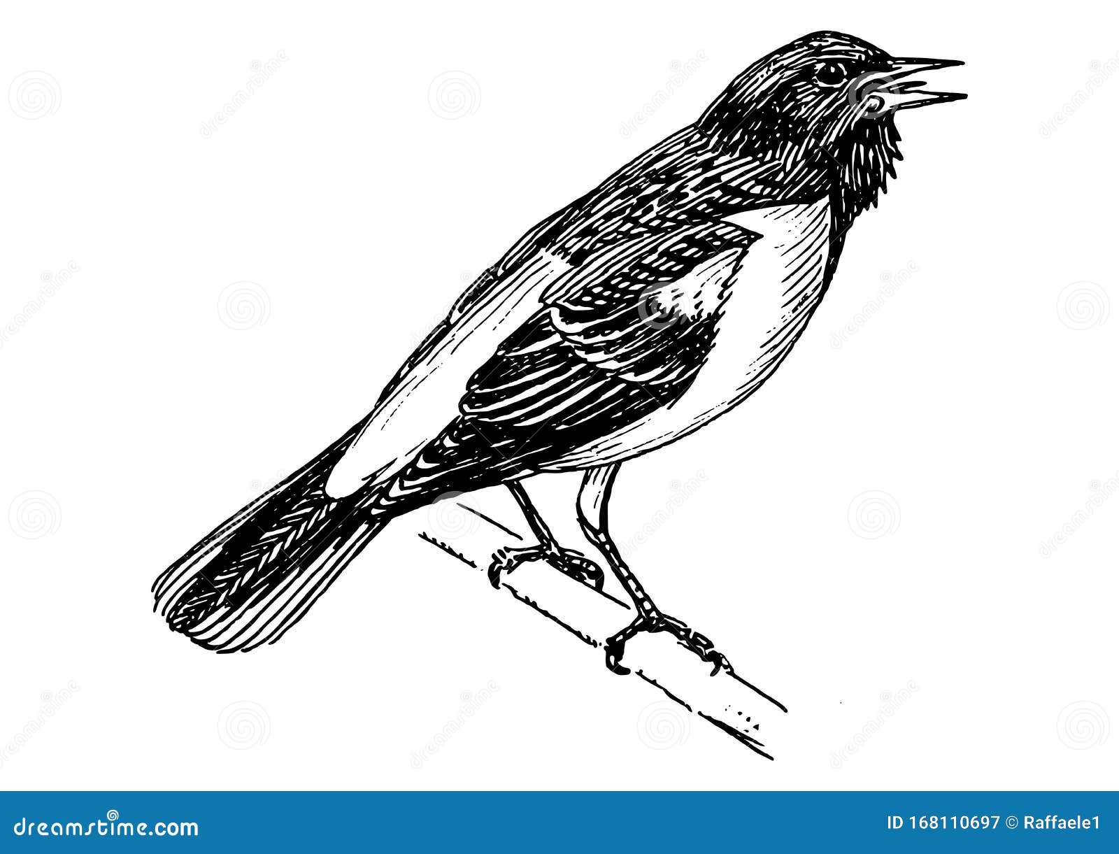 The Baltimore Oriole. Watercolor Hand Painted Drawing Of Bird Royalty ...