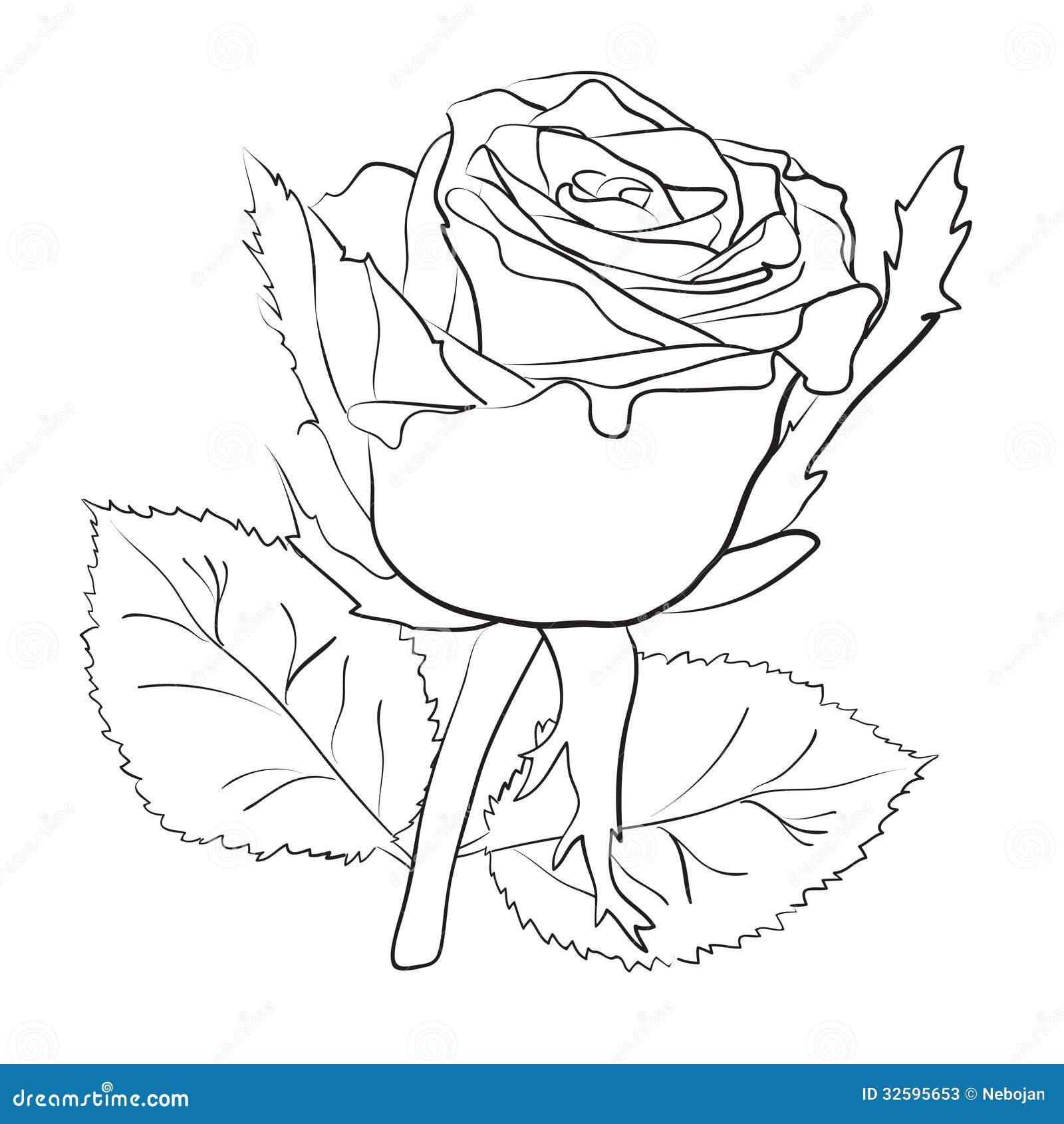 Drawing of a big rose stock vector. Illustration of white - 32595653