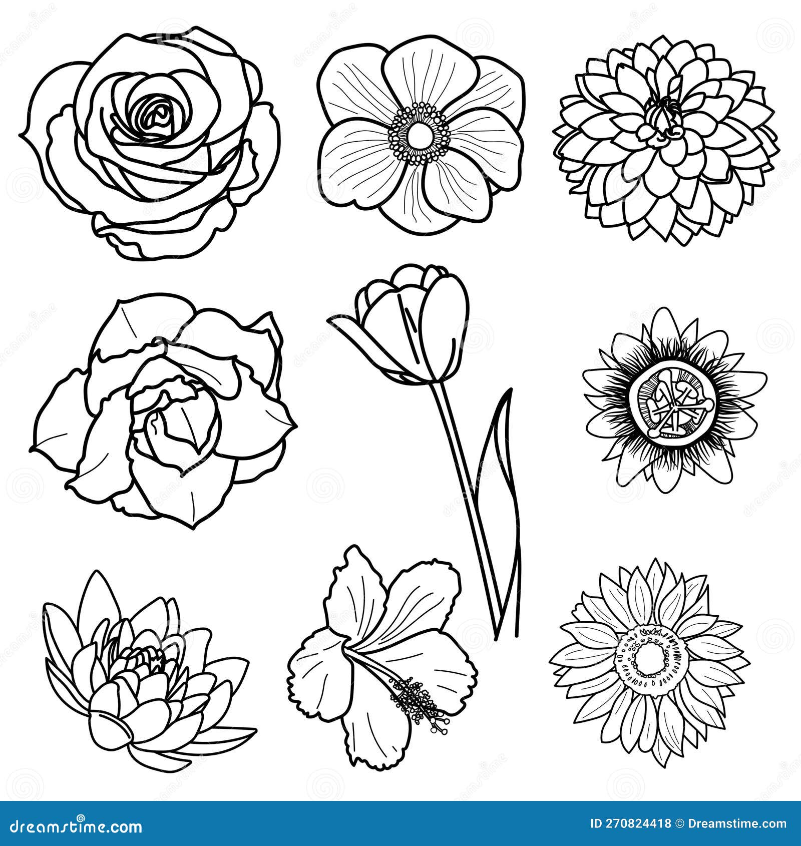 Drawing of blossom flowers stock vector. Illustration of floral - 270824418