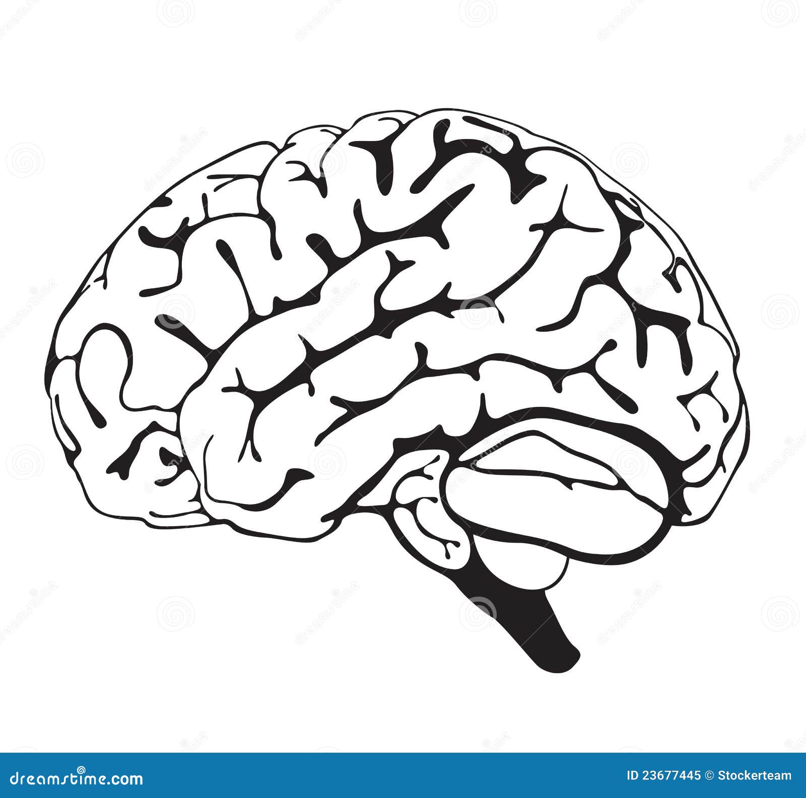 Drawing Brain Closeup Royalty-Free Stock Photography | CartoonDealer ...