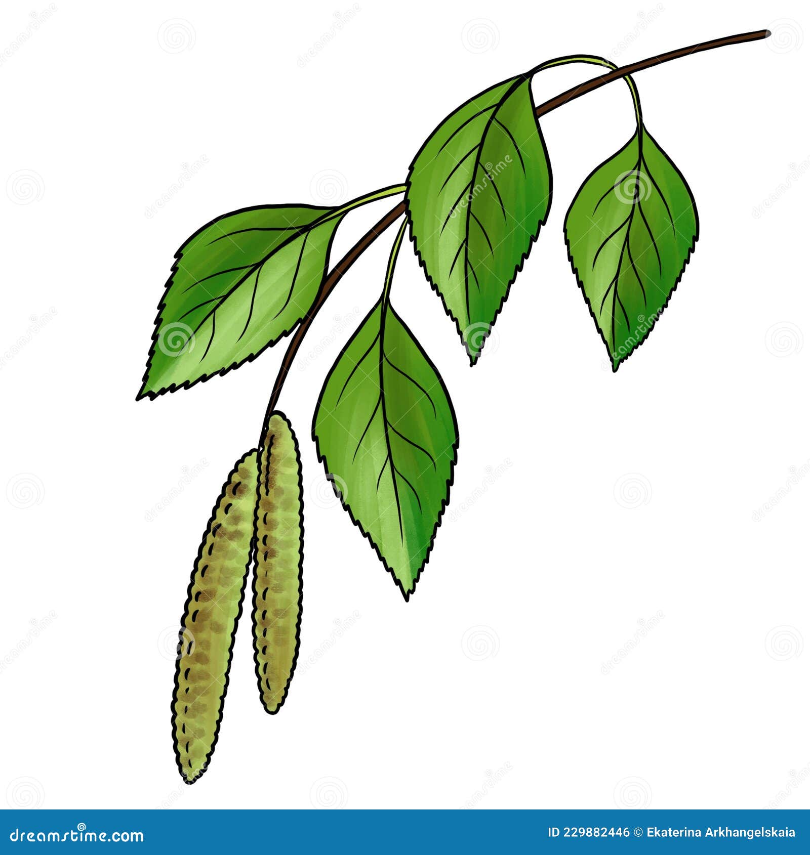Drawing Branch of Birch Tree Isolated at White Background Stock ...