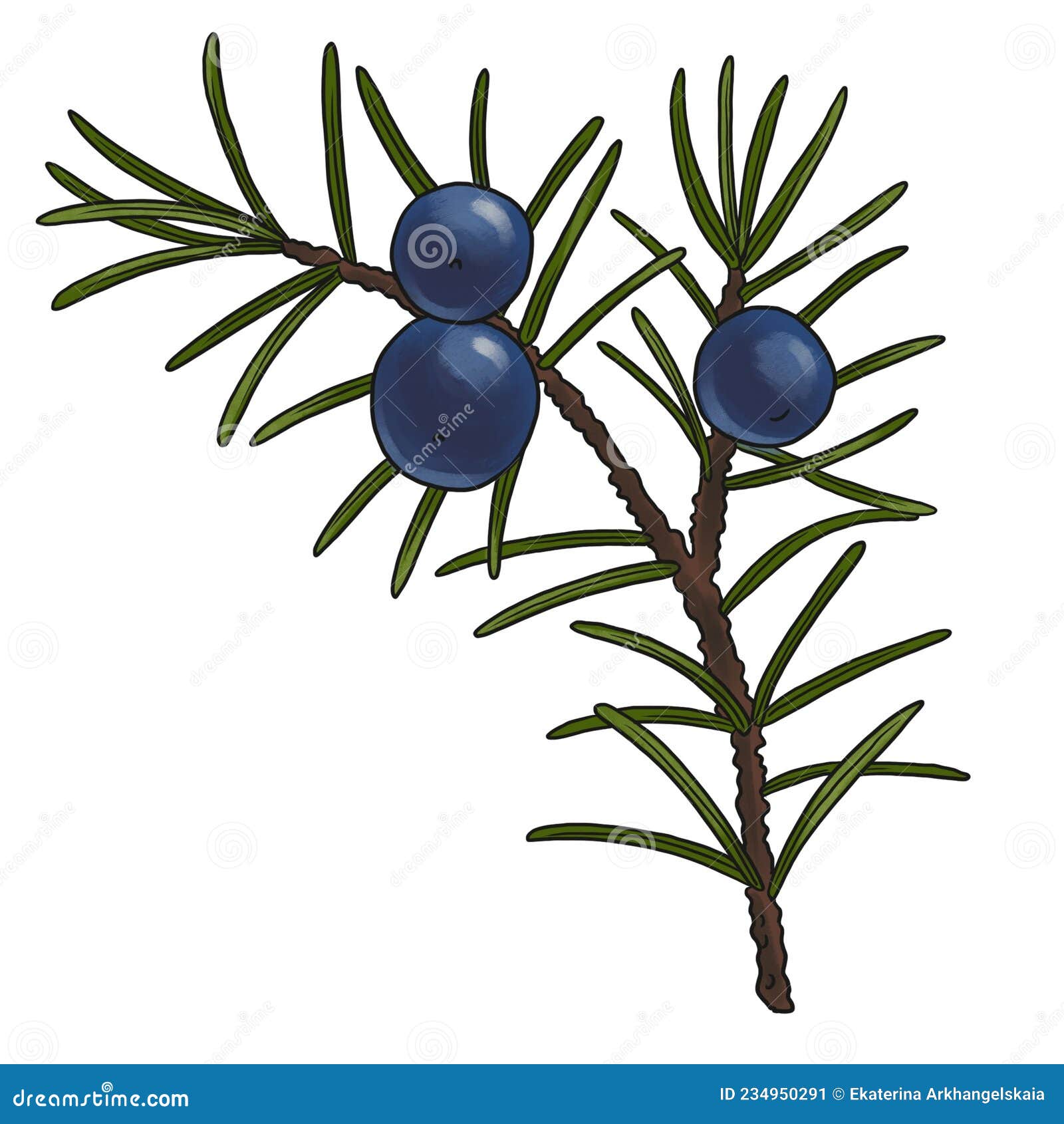 Set Of Drawing Of Juniper In Various Colors. Hand Drawn Illustration ...