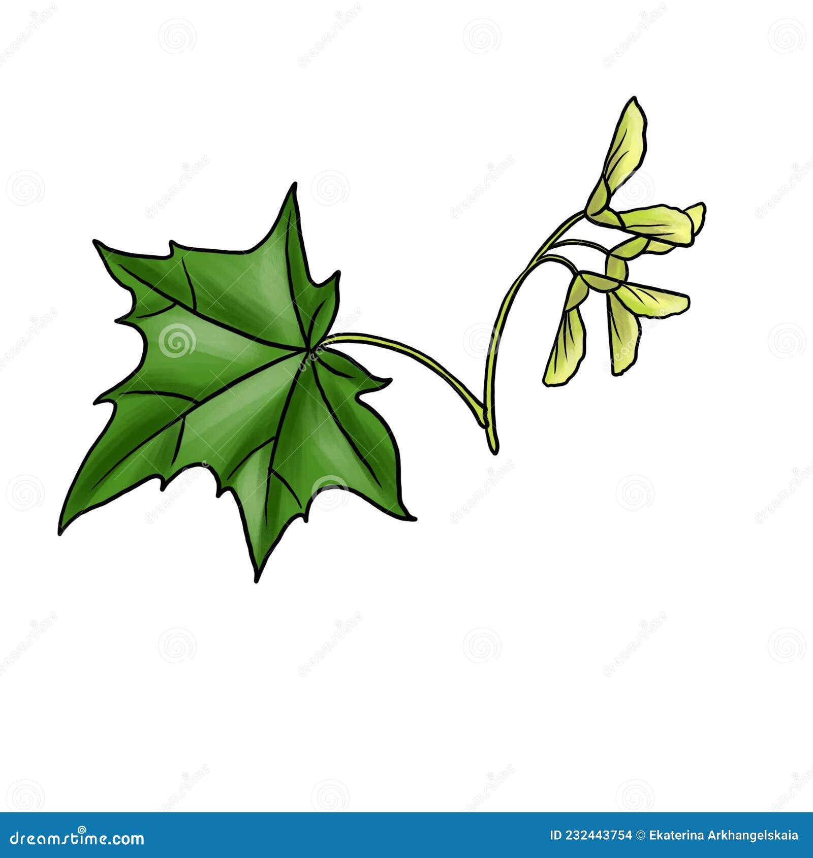 Maple Tree Branch Drawing