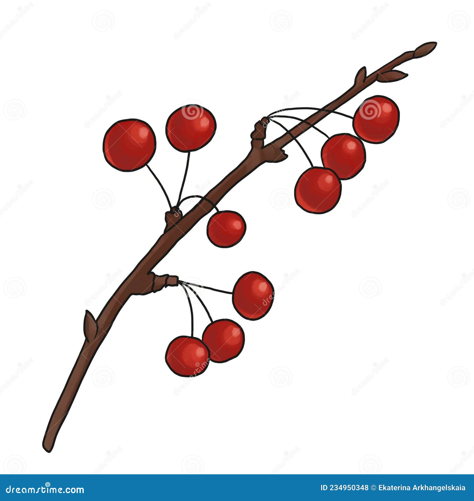 Drawing Branch of Wild Apple Tree in Winter Stock Illustration ...
