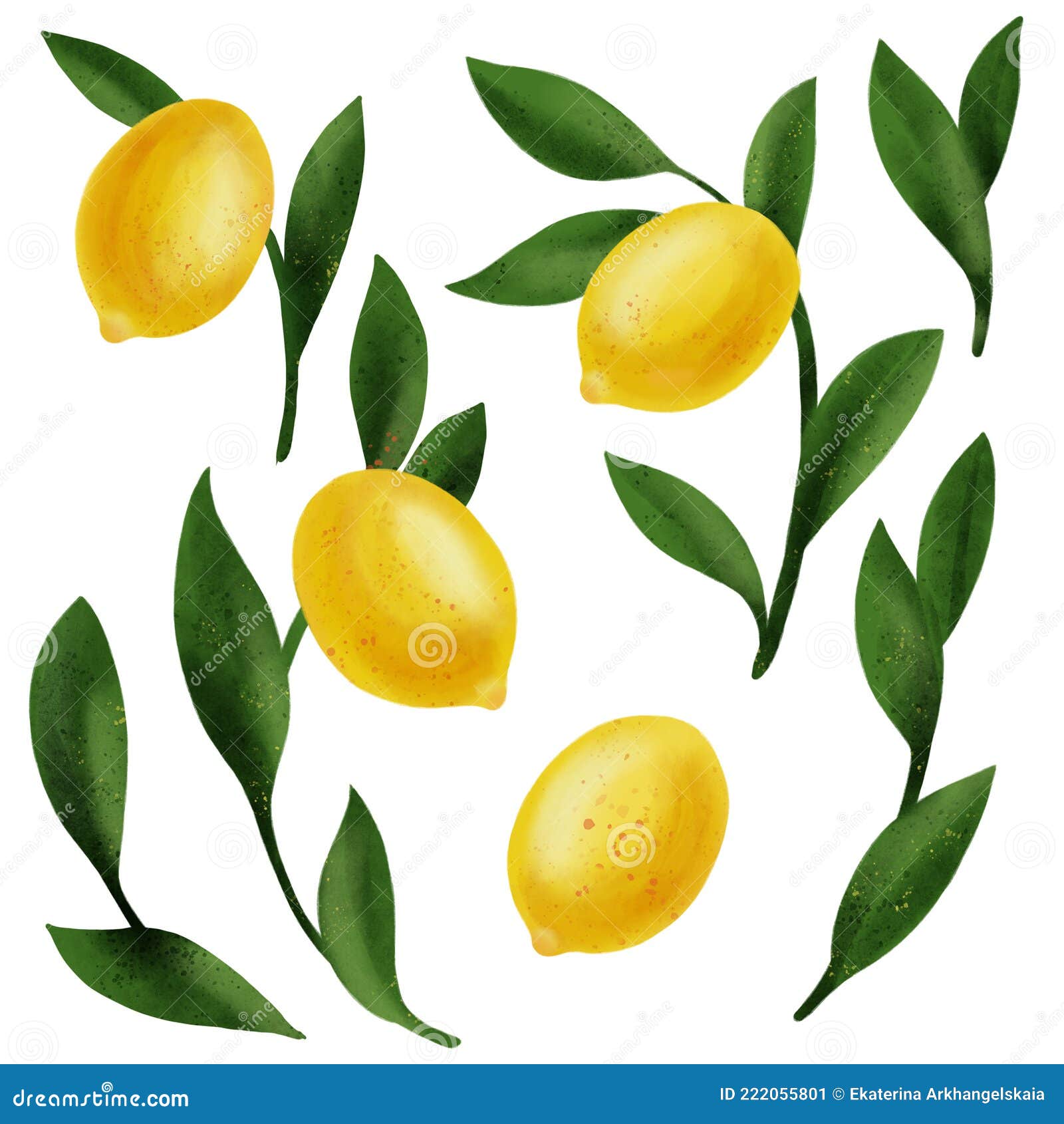 Drawing Branches of Lemon Tree with Fruits and Leaves Stock ...