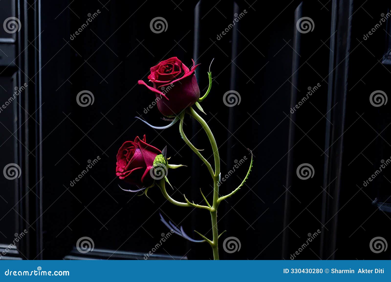 A Drawing with Bullets is a Bundle of Roses Lying on the Ground in the ...