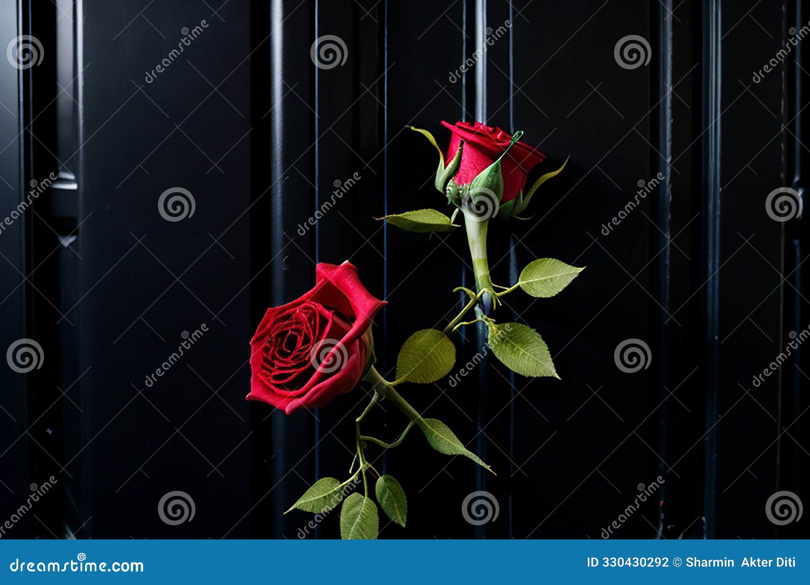 A Drawing with Bullets is a Bundle of Roses Lying on the Ground in the ...