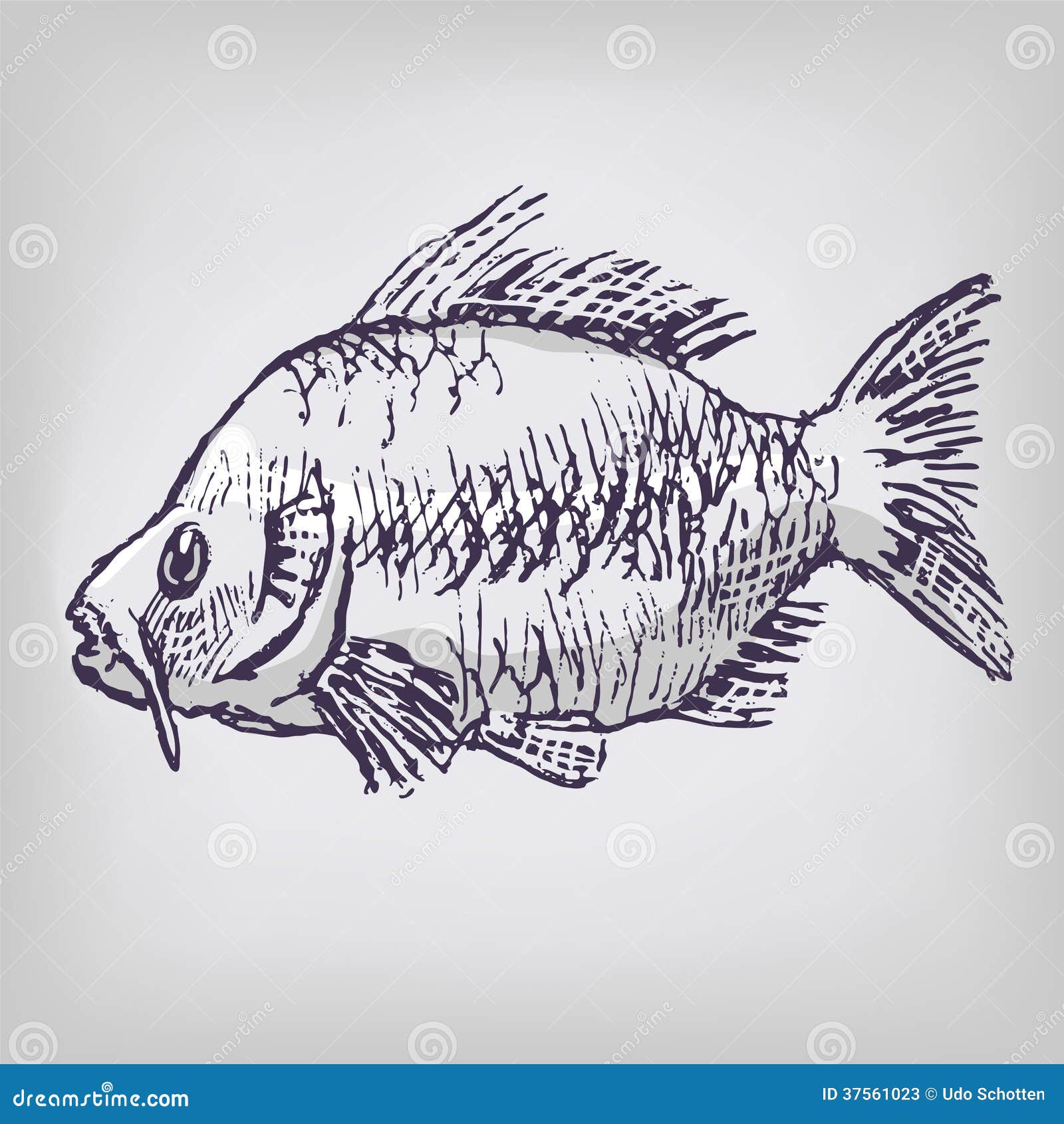 Drawing of a carp stock vector. Illustration of brush - 37561023