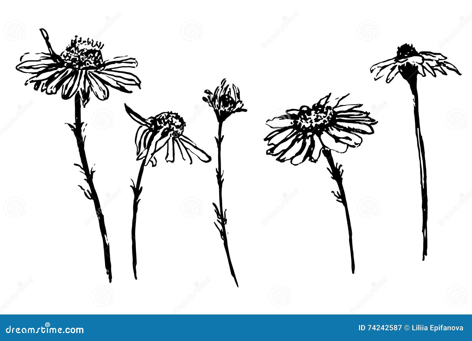 Drawing Collection of Daisy Flowers Set Sketch Illustration Stock ...