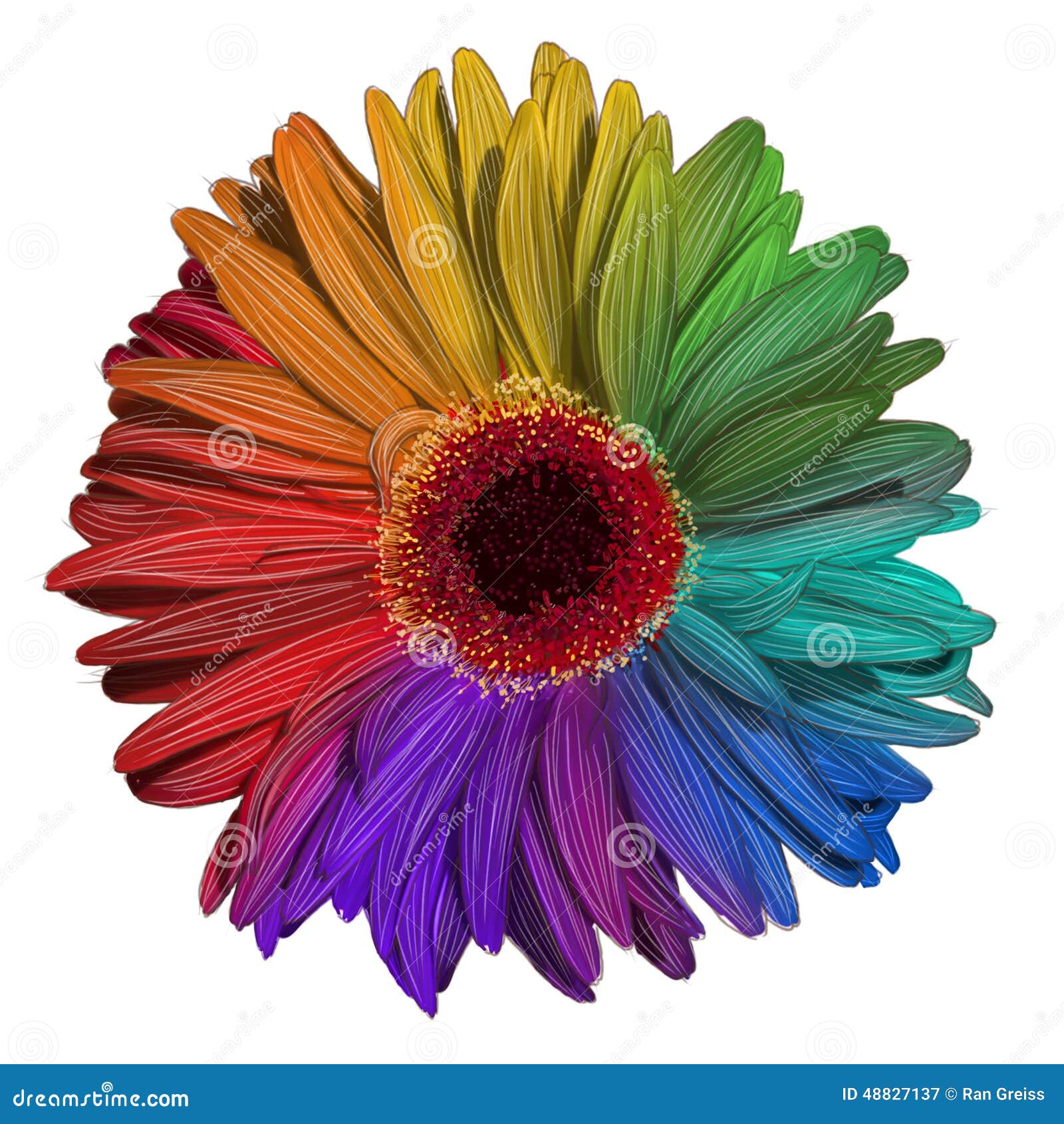 Colorful Gerbera Daisy Flower Row For Banner Vector Illustration ...