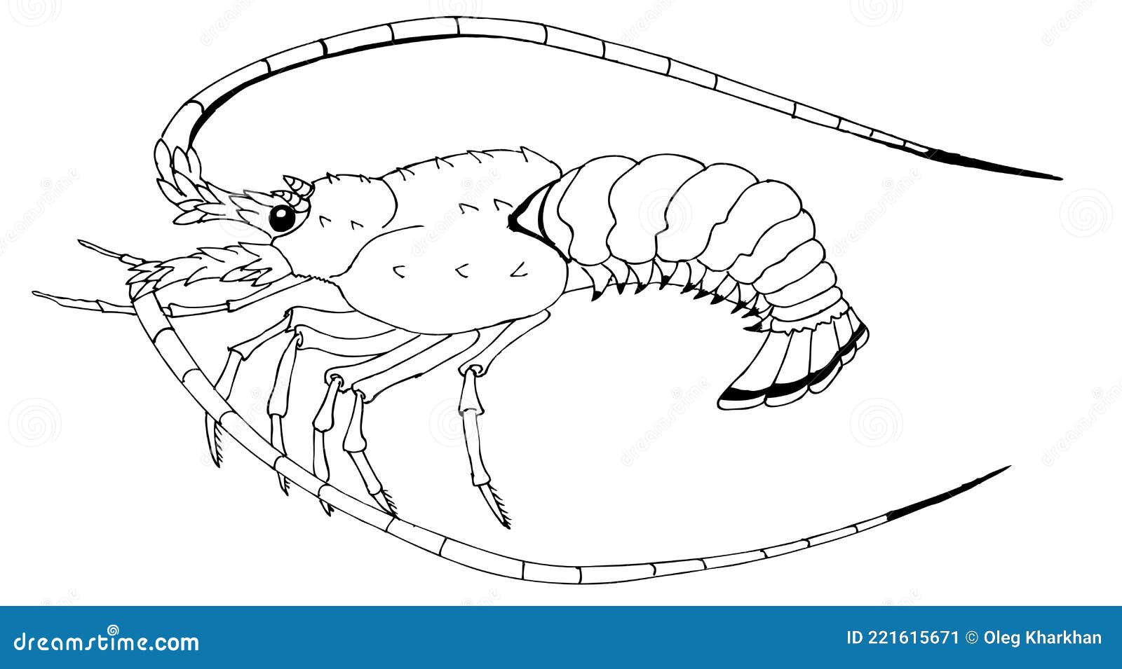 Langoust or Decapod Crayfish Stock Vector - Illustration of white ...