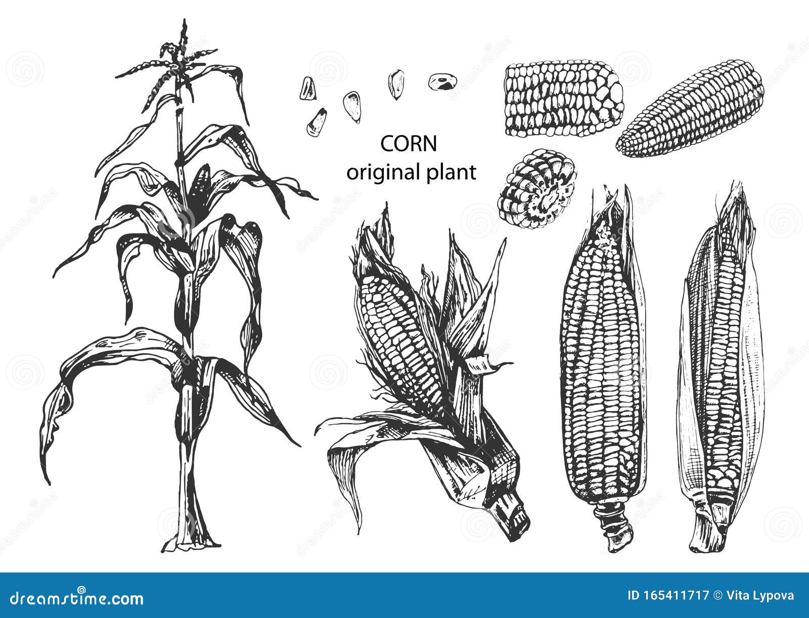 Corn Original Plant, Elements for Packaging, Labels, Production Stock ...