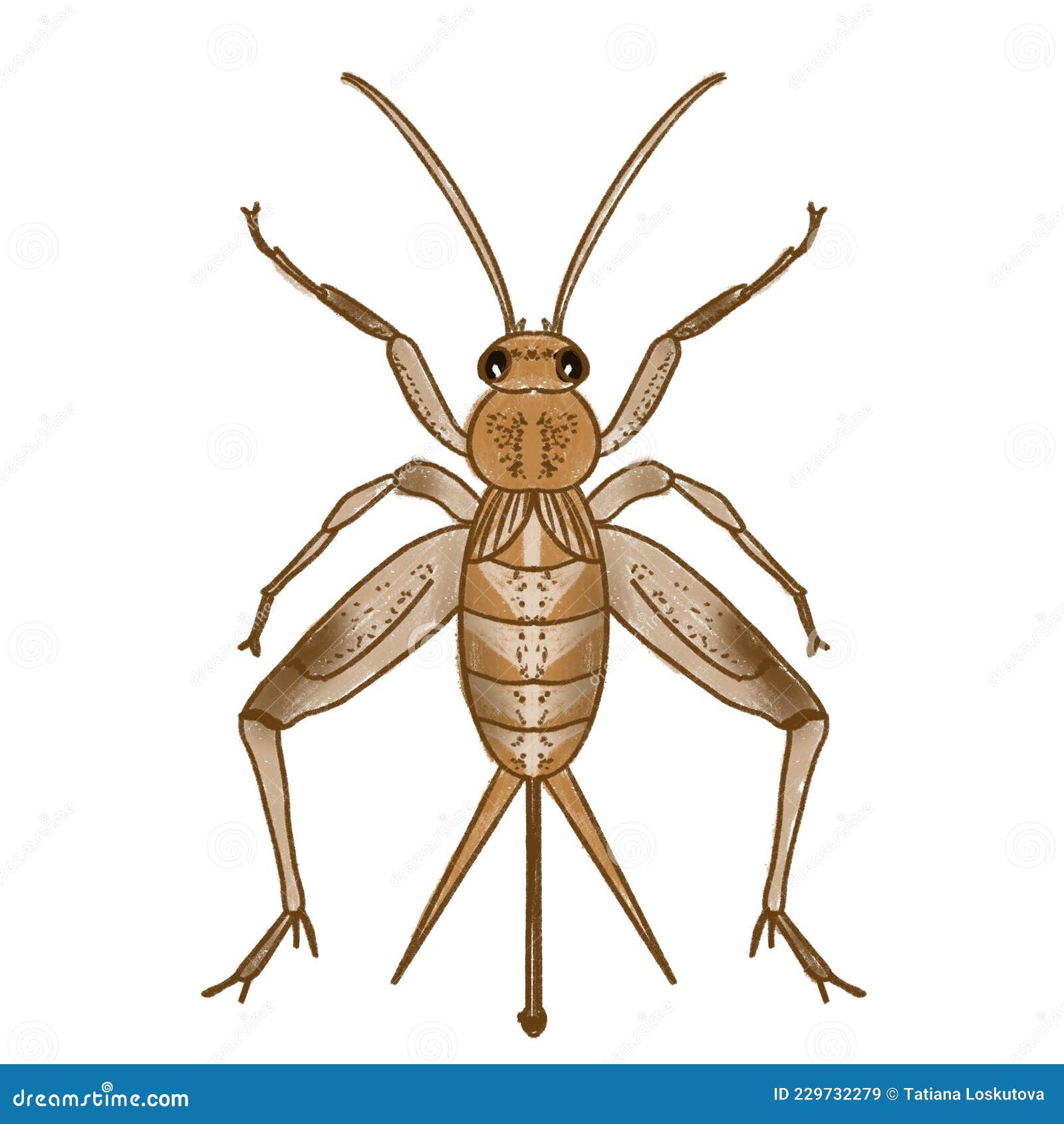 Drawing of the Cricket Illustration Stock Illustration - Illustration ...