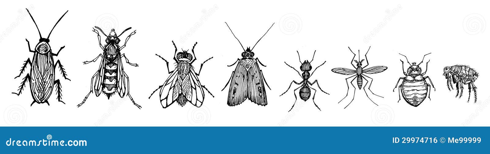 Insects stock illustration. Illustration of drawing, flea - 29974716