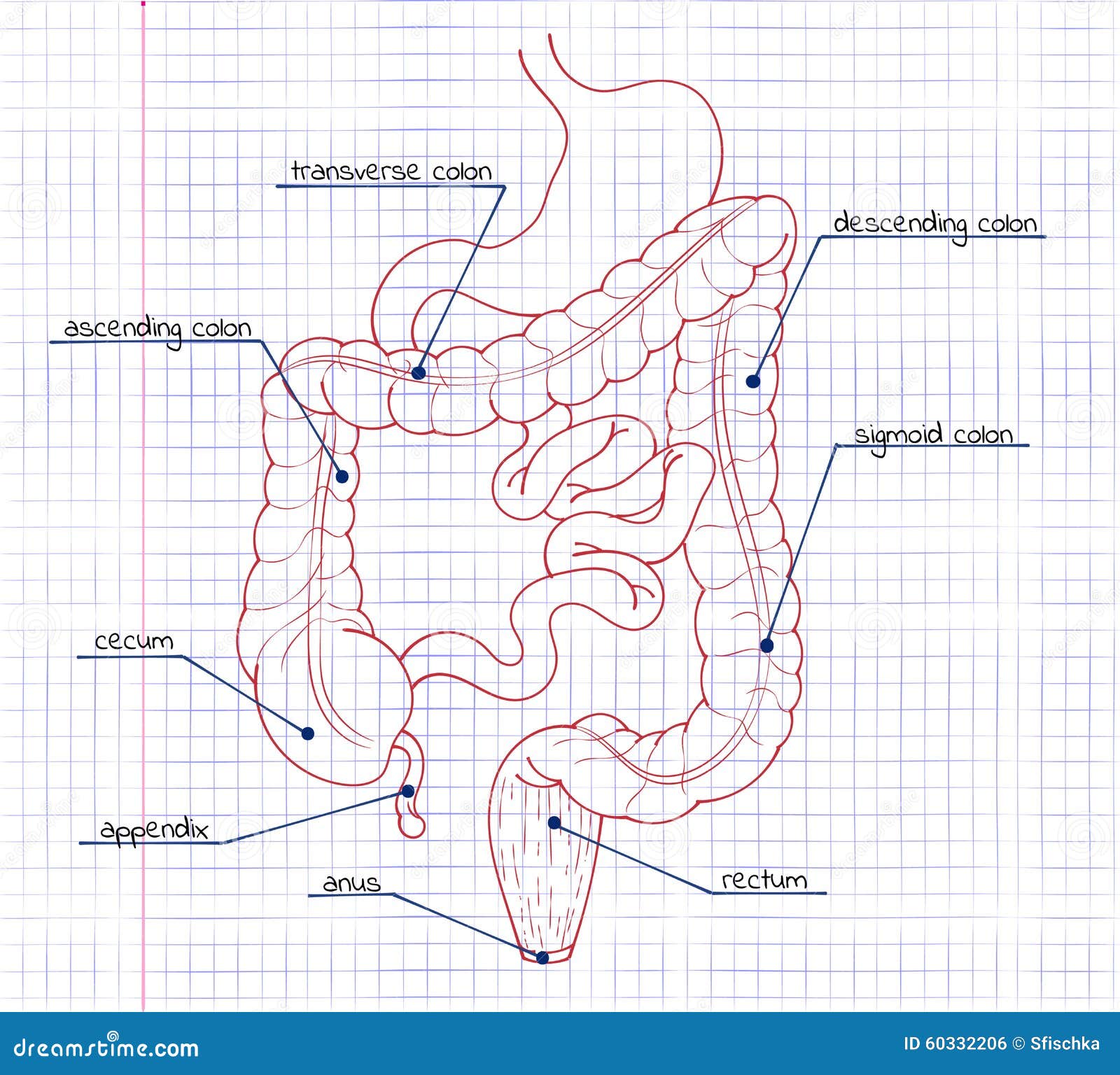 Drawing of the Digestive System Stock Vector - Illustration of student ...