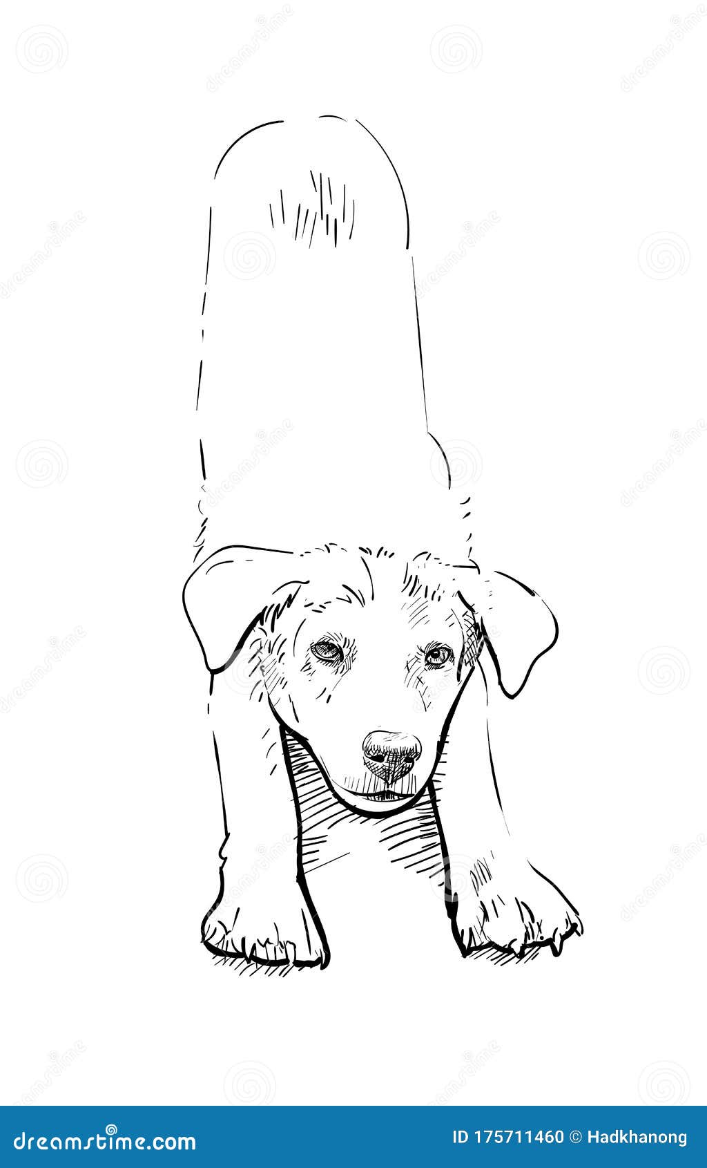 Drawing of Dog in Stretching Pose Stock Vector - Illustration of doggy ...