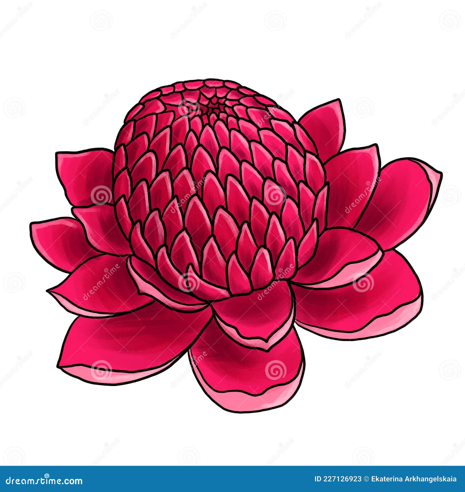 Drawing Flower of Ginger Isolated at White Background Stock ...